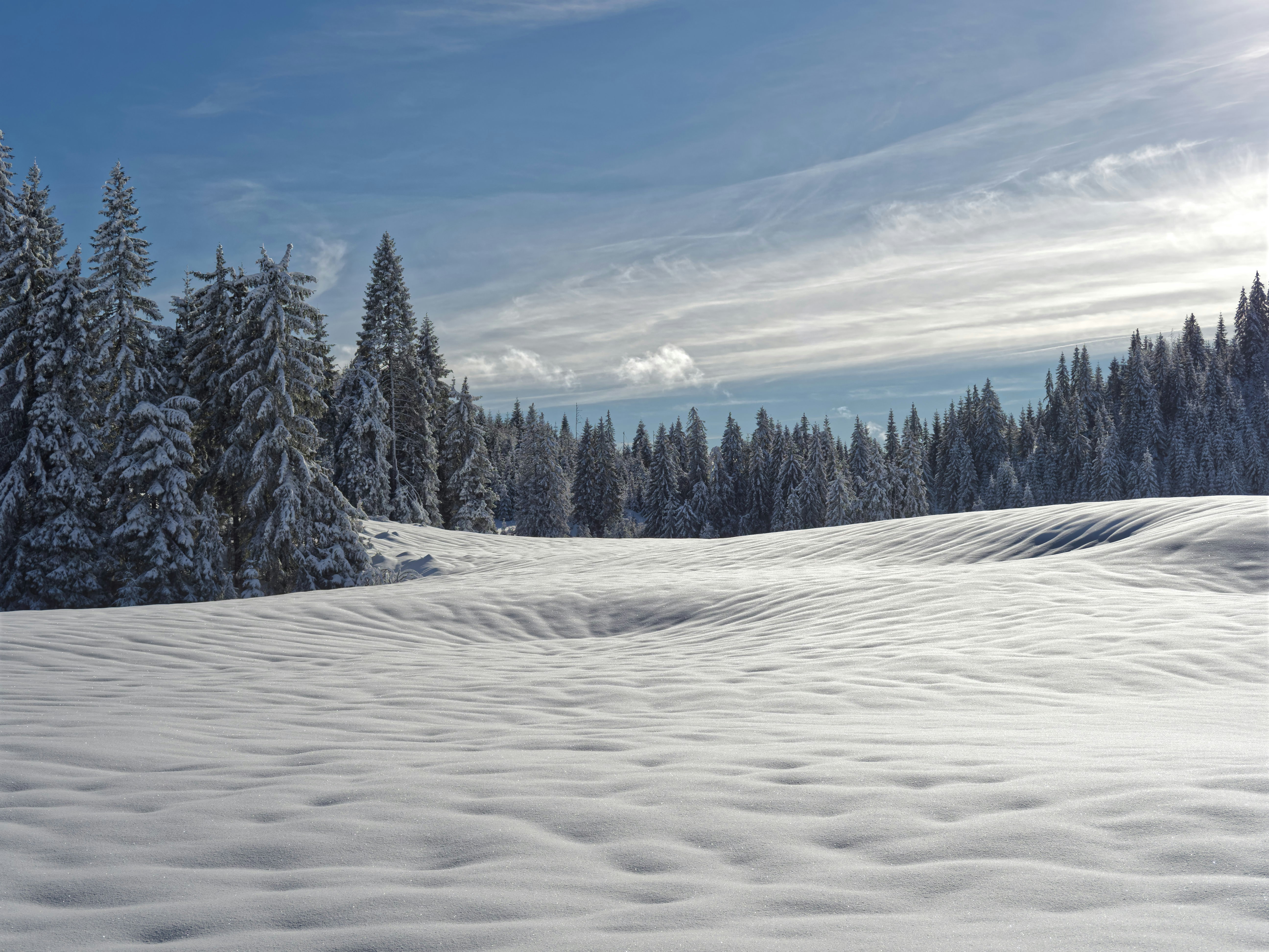 Dawn on the Frost-Kissed Ridge: Pines Guard a Snowfield