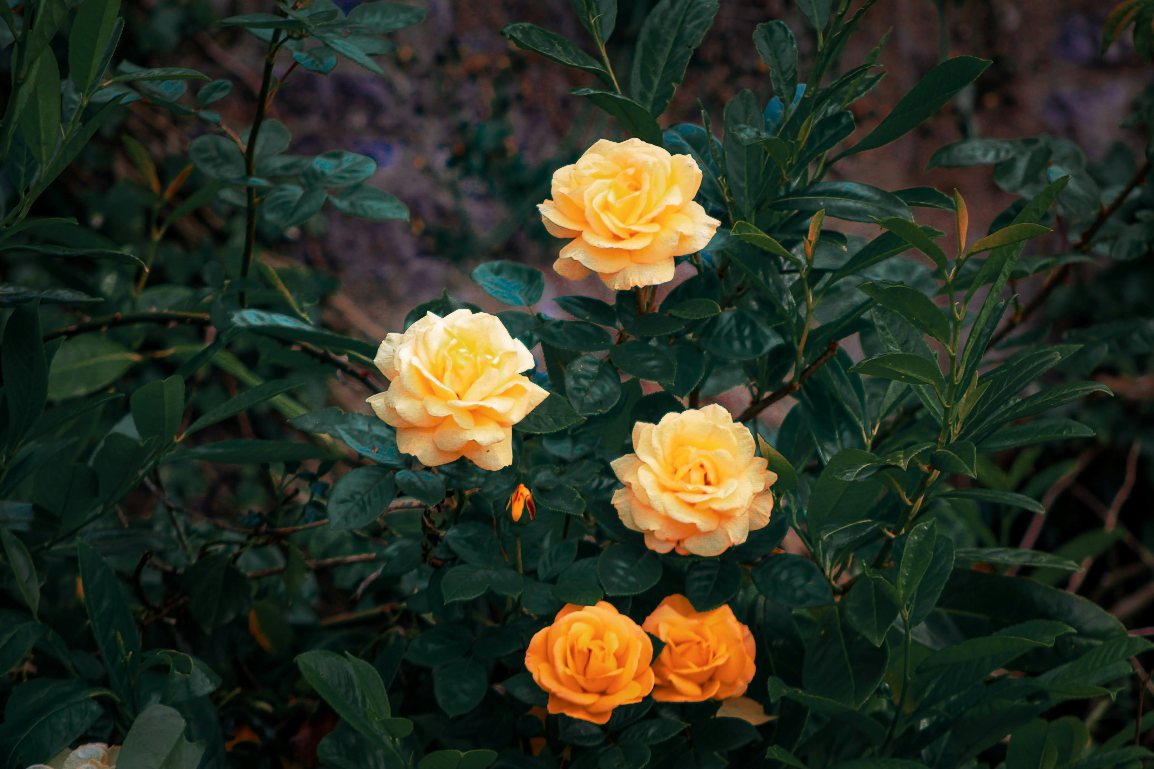 A group of yellow and orange roses in a garden photo – Free Flower ...