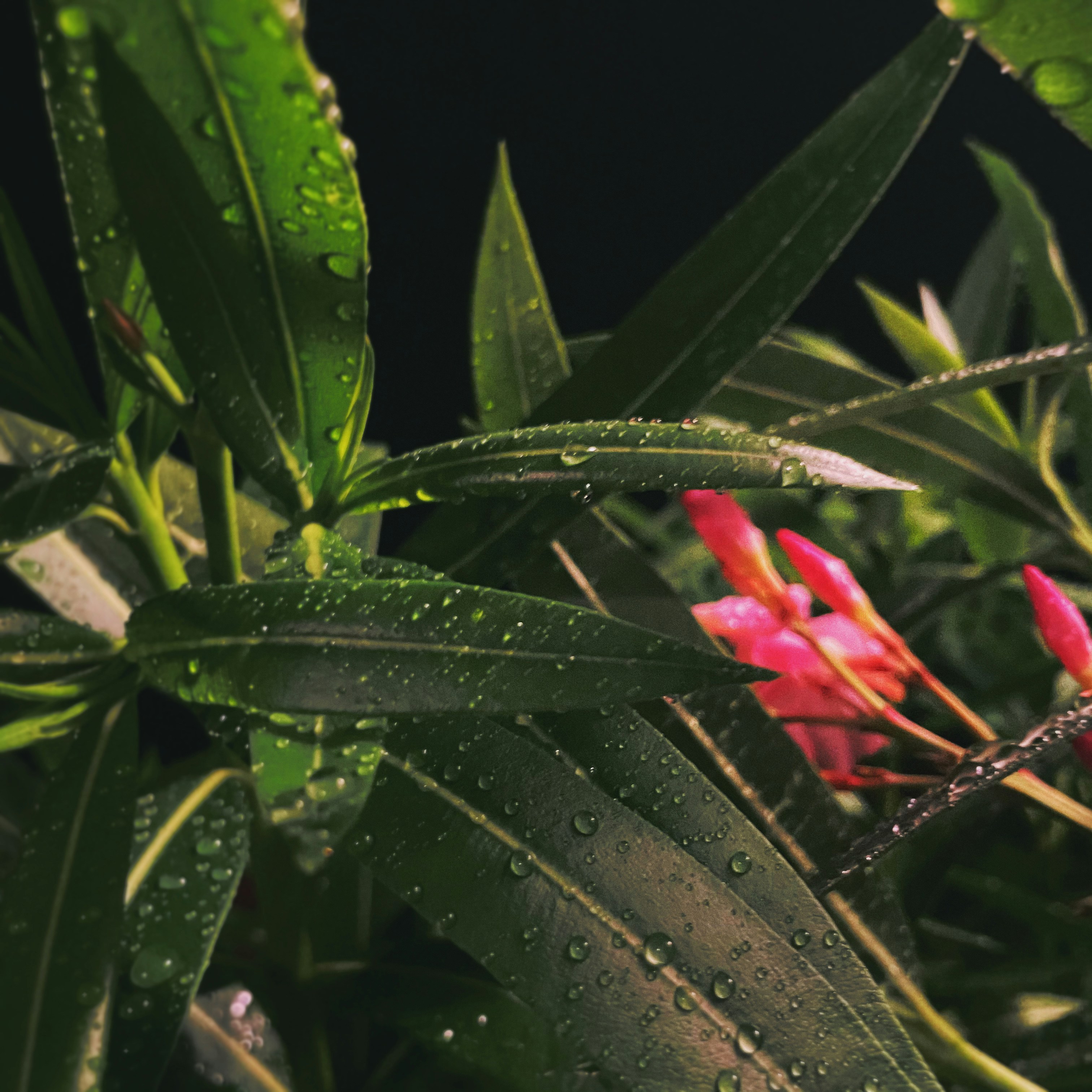 Sample photo from Apple iPhone 12