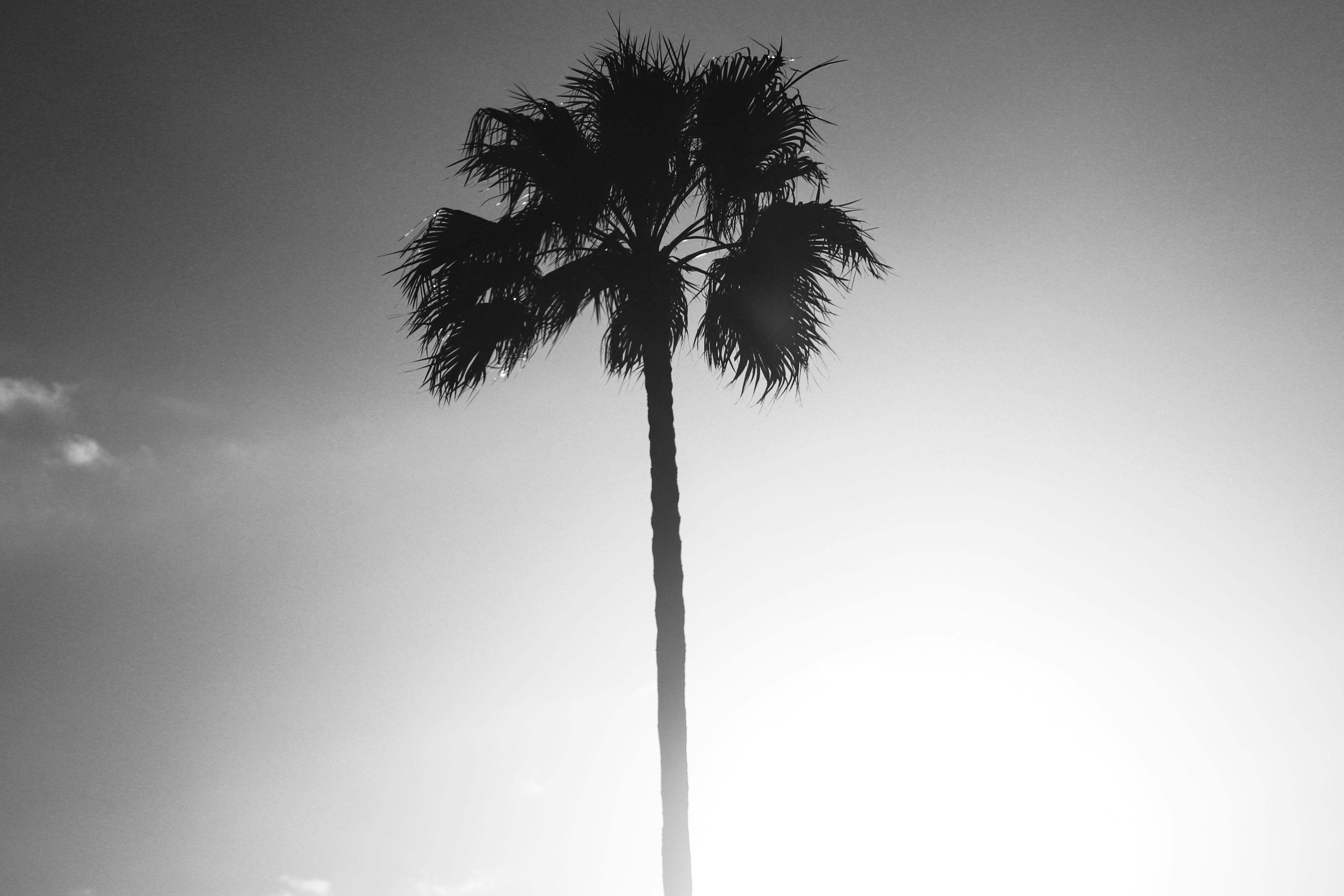 A lone palm tree stands silhouetted against a bright backdrop, evoking a sense of tranquility and isolation. The monochromatic tones enhance the dramatic effect.