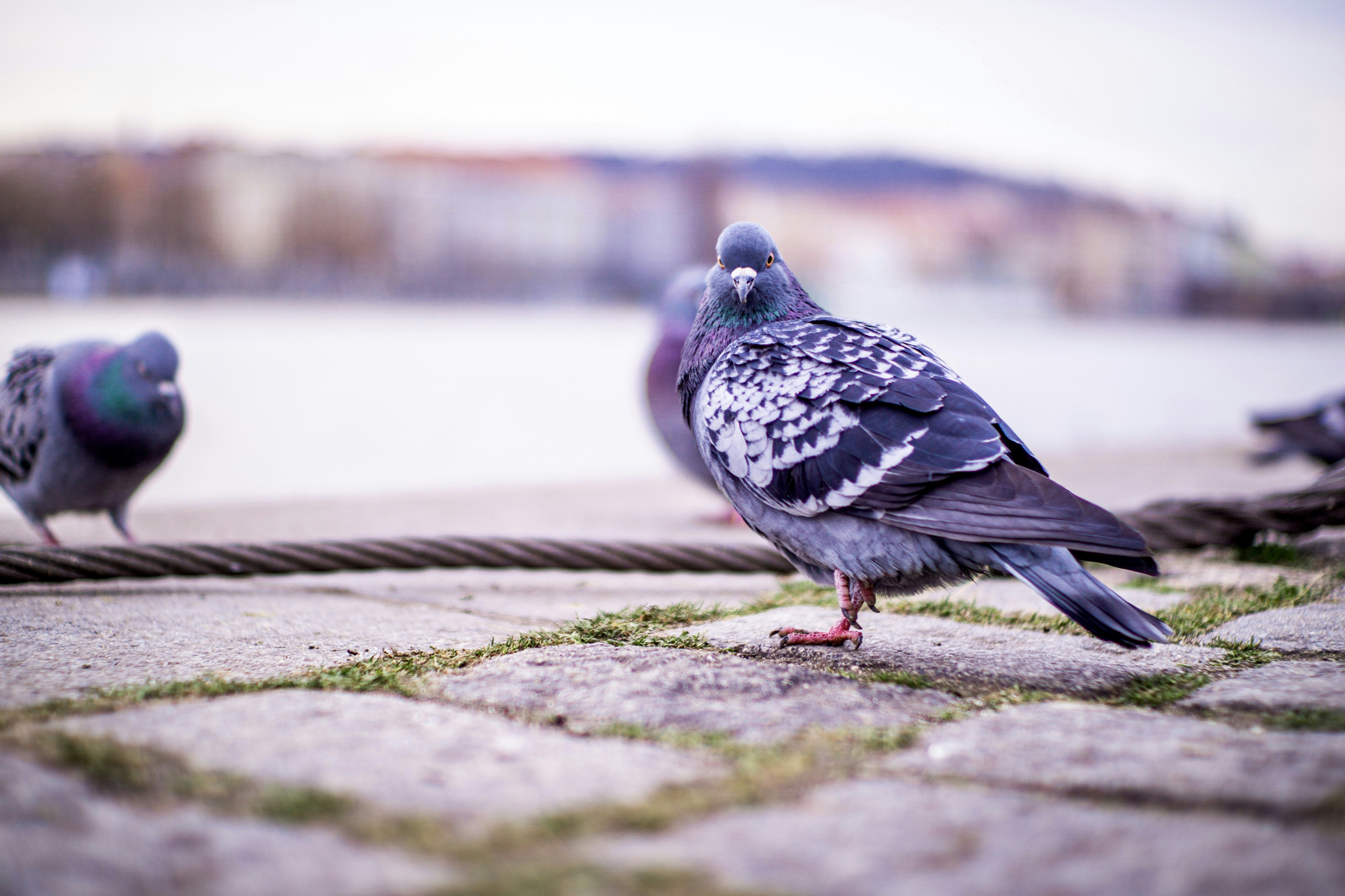 Quayside Focus: A Pigeon Pauses on Weathered Cobblestones
