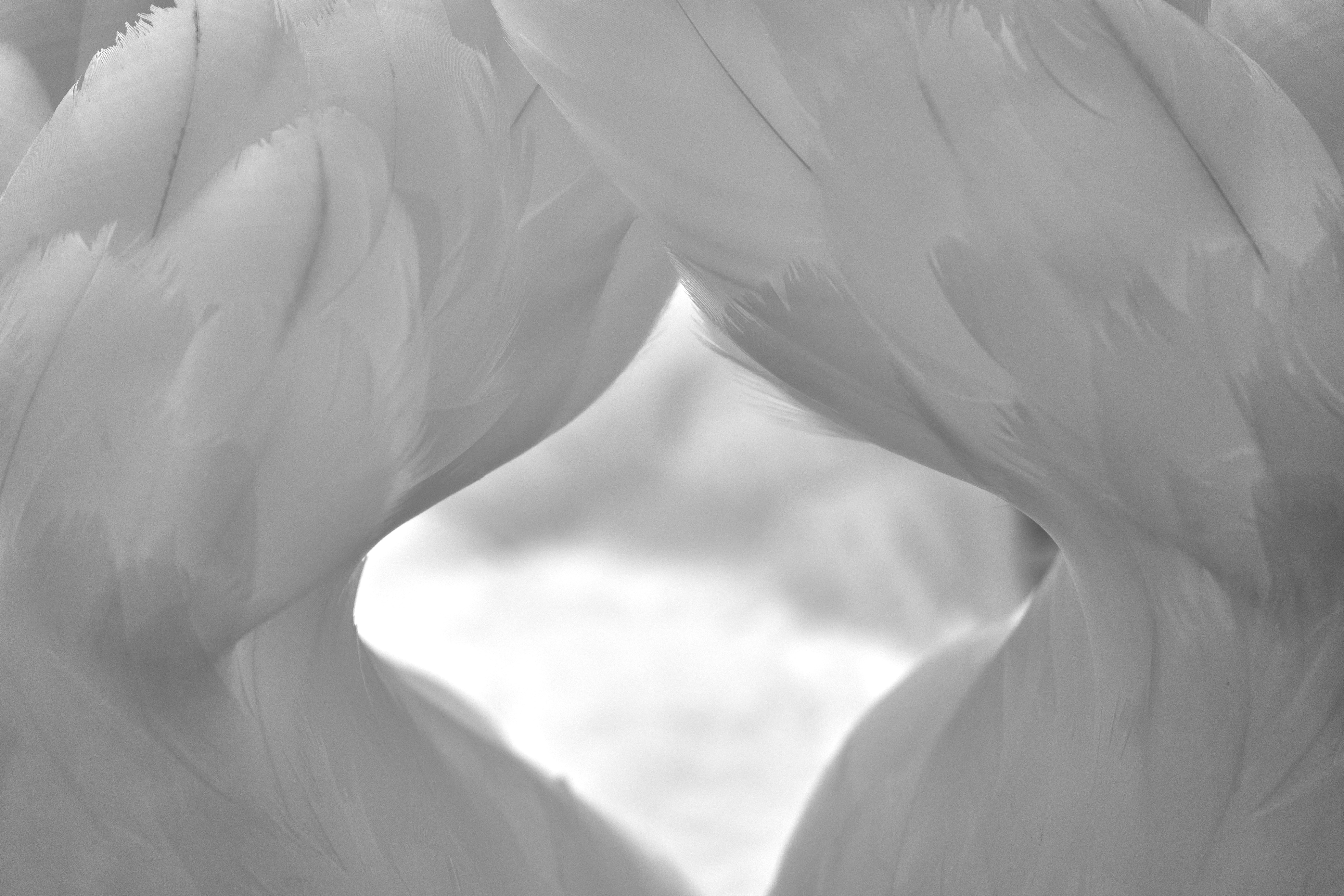 Two swan necks forming a heart shape, showcasing their graceful plumage in soft focus. The monochrome tones enhance the serene atmosphere.