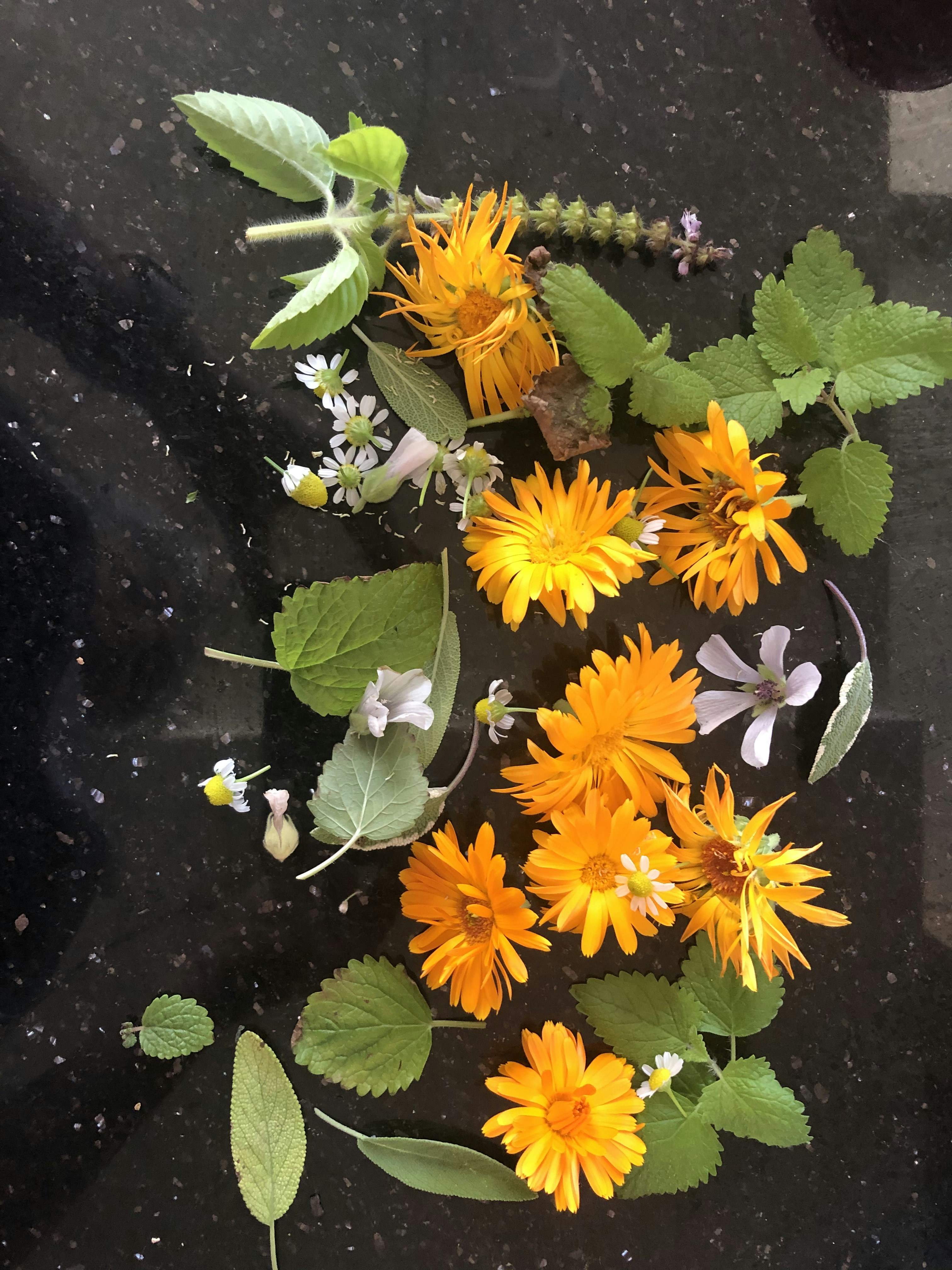 Sunlit calendula confetti scattered on a moody dark surface