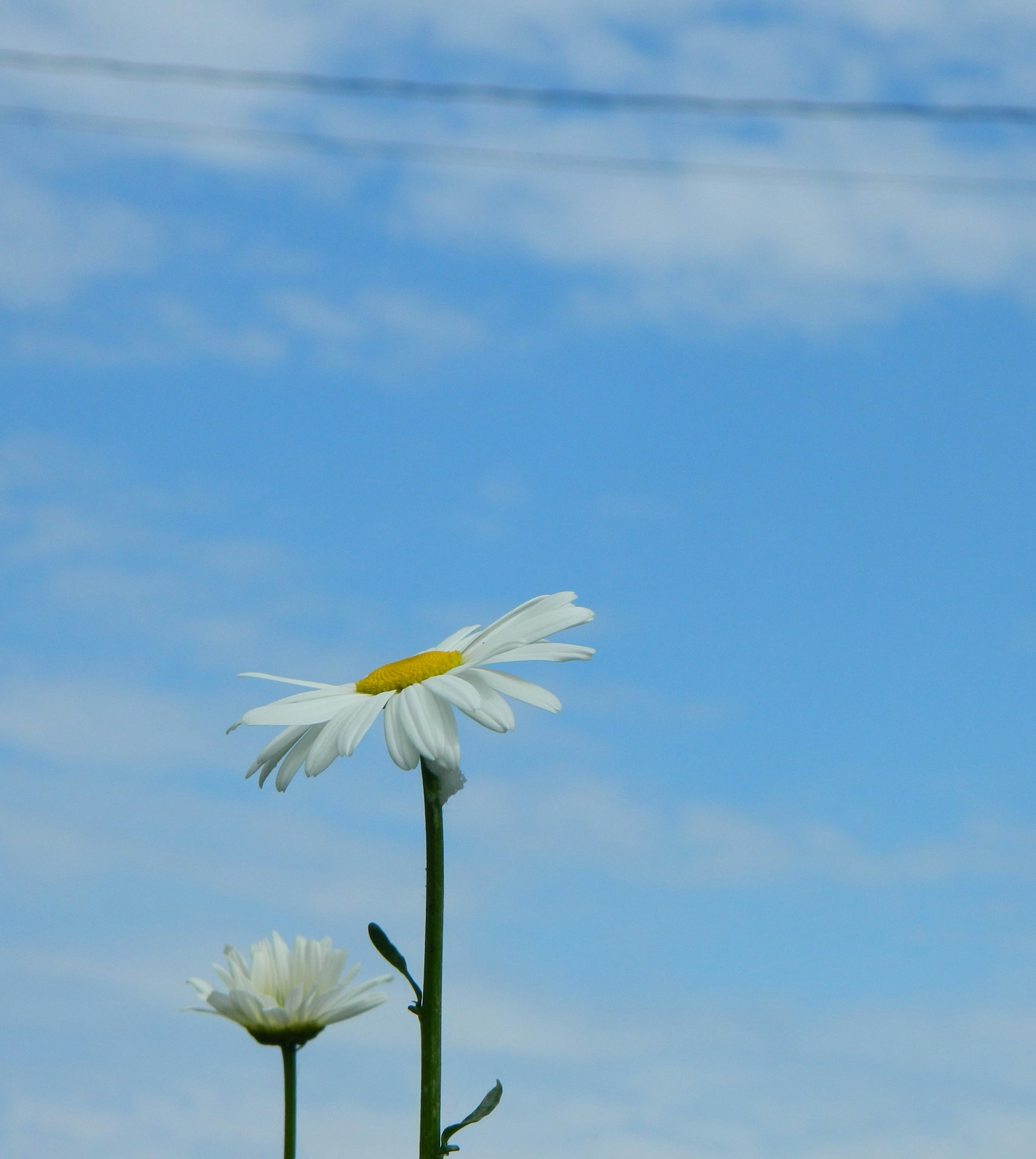 Delicate white daisies stand tall against a serene blue sky, embodying the essence of spring's renewal.