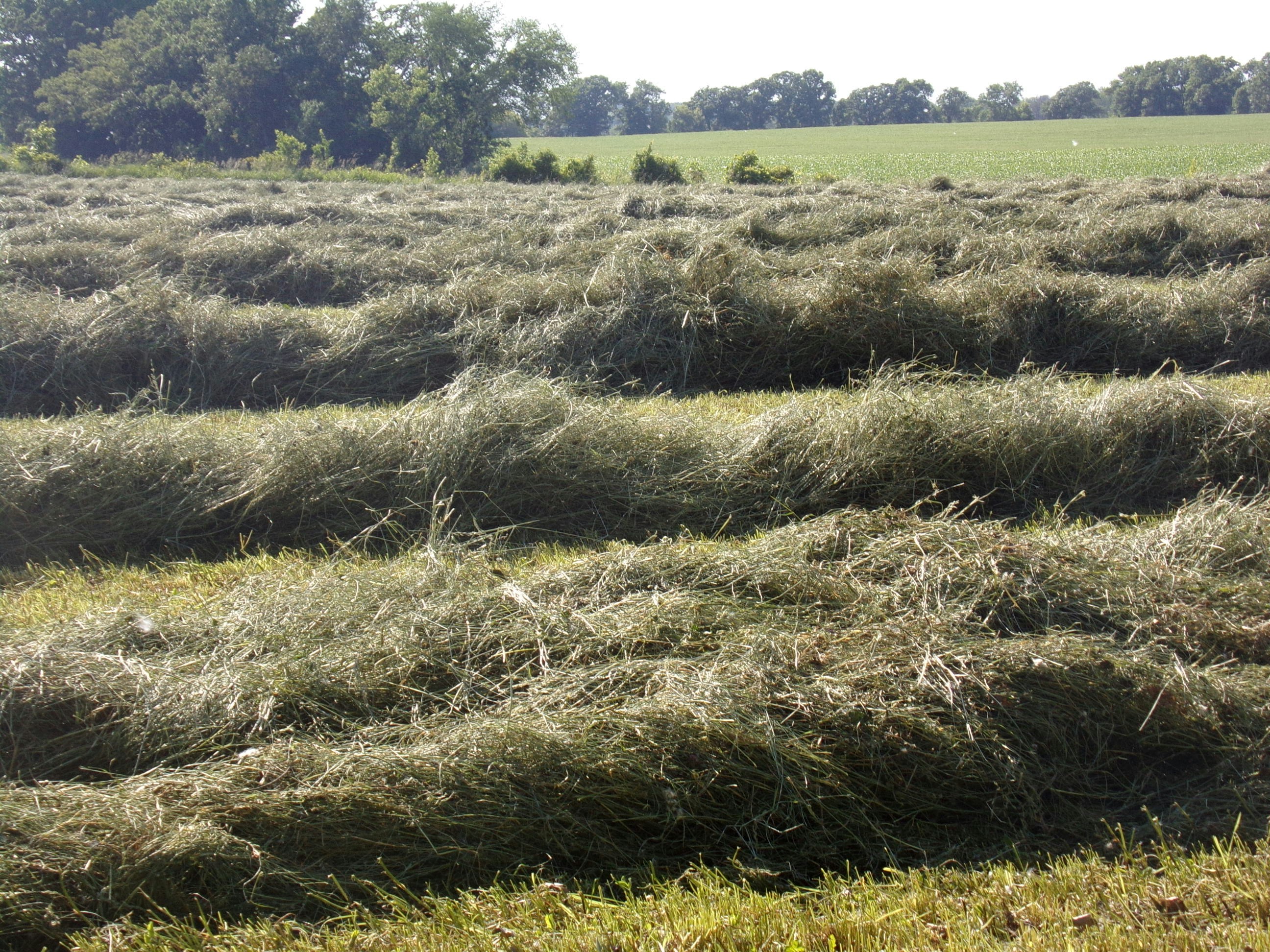 Parallel Hay Corridors Reaching a Quiet Horizon