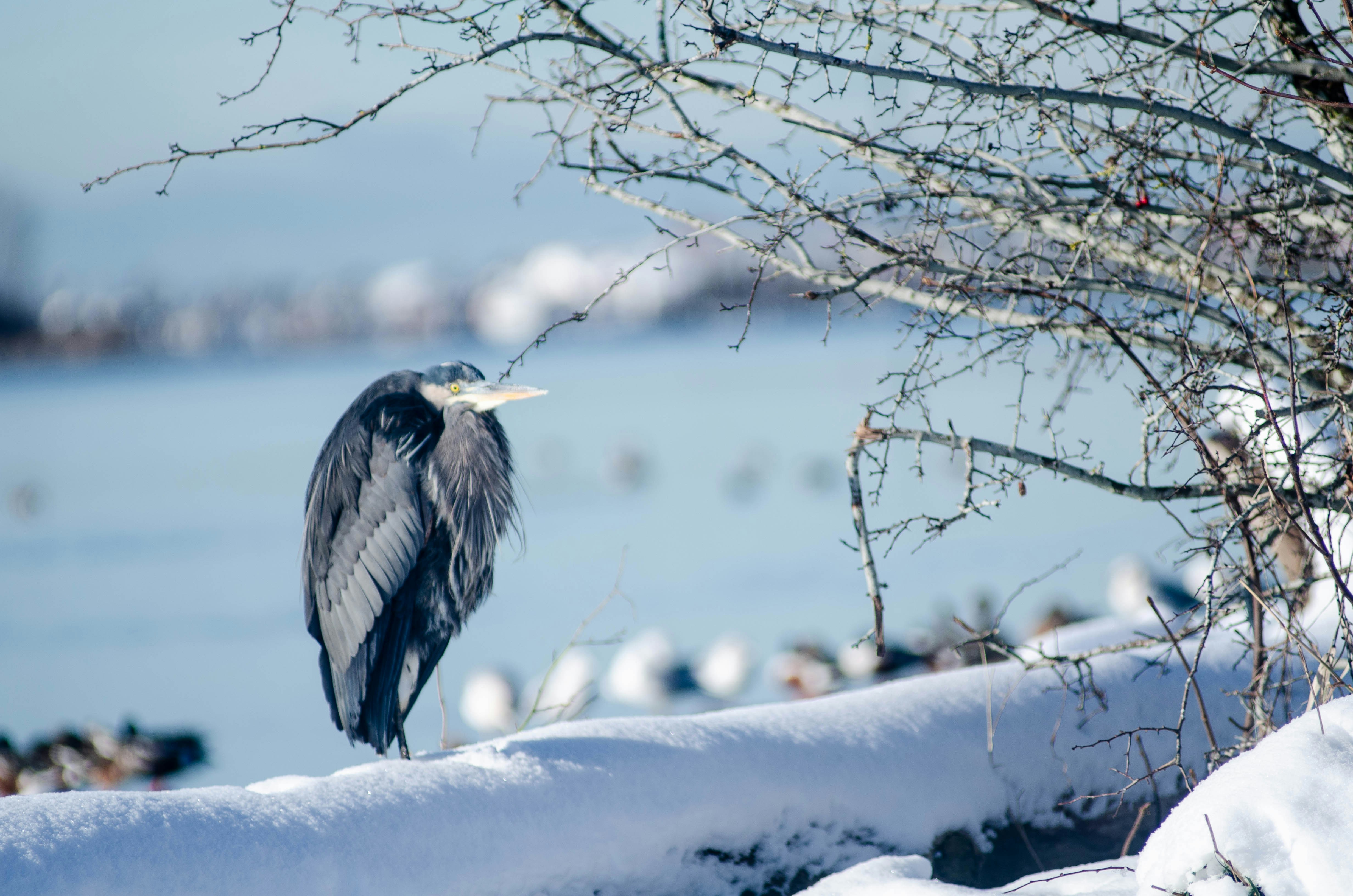 Great blue heron perched on a snow-covered ledge, overlooking a tranquil winter landscape with a blurred background of waterfowl.