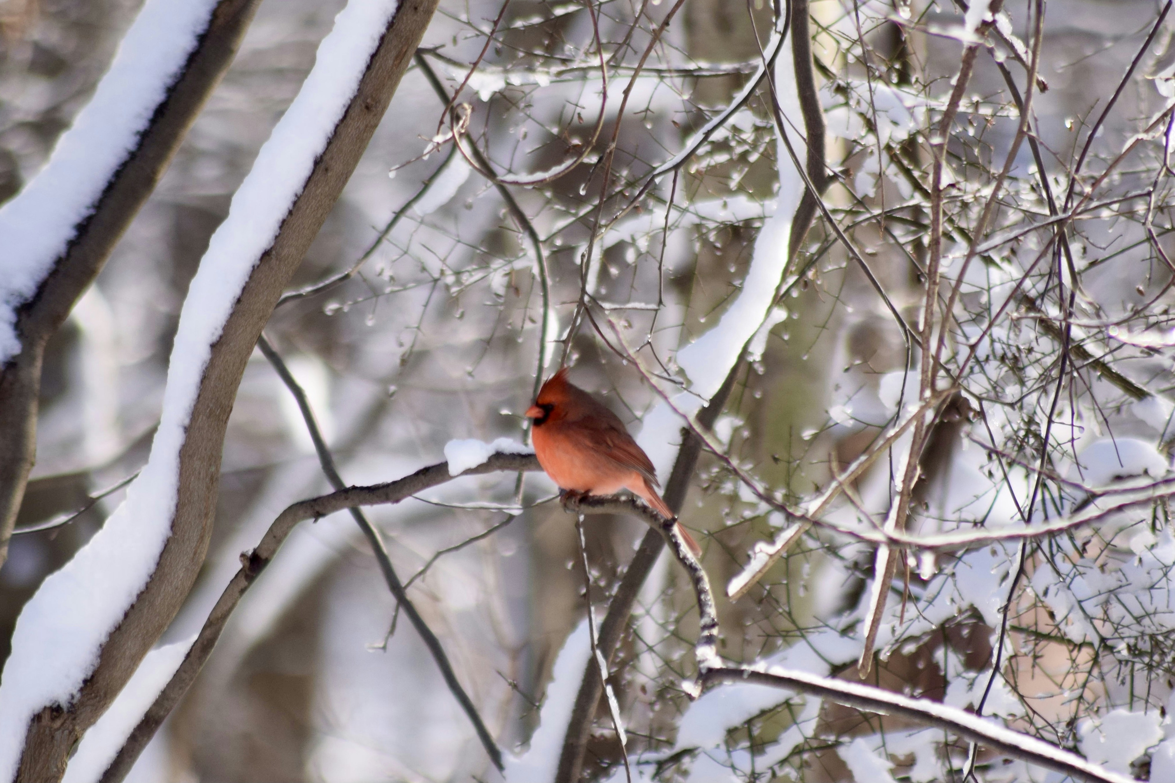 A red bird perched on a tree branch in the snow photo – Free Holmdel ...