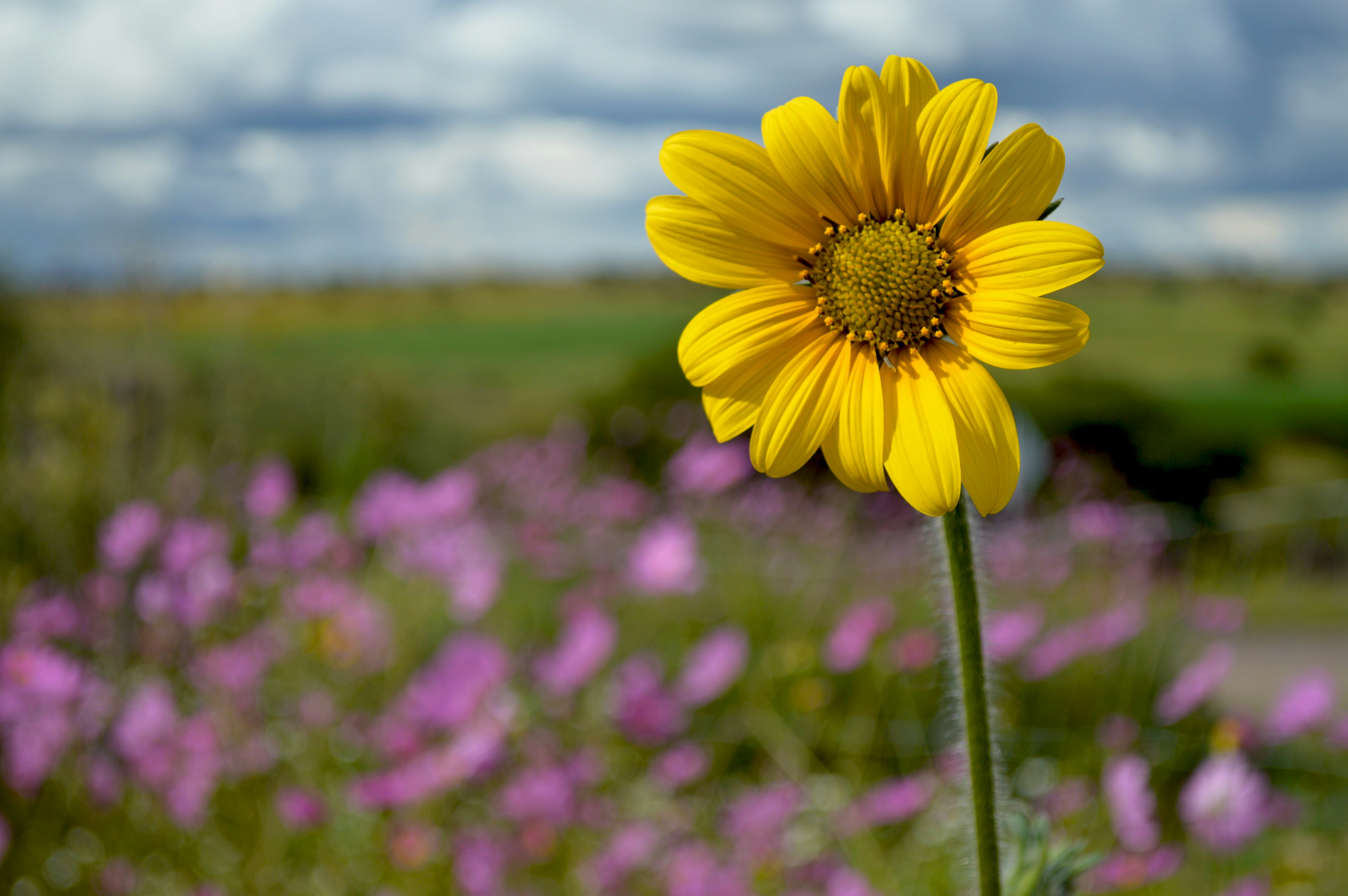 Golden Bloom Against a Seabed of Purple and Green