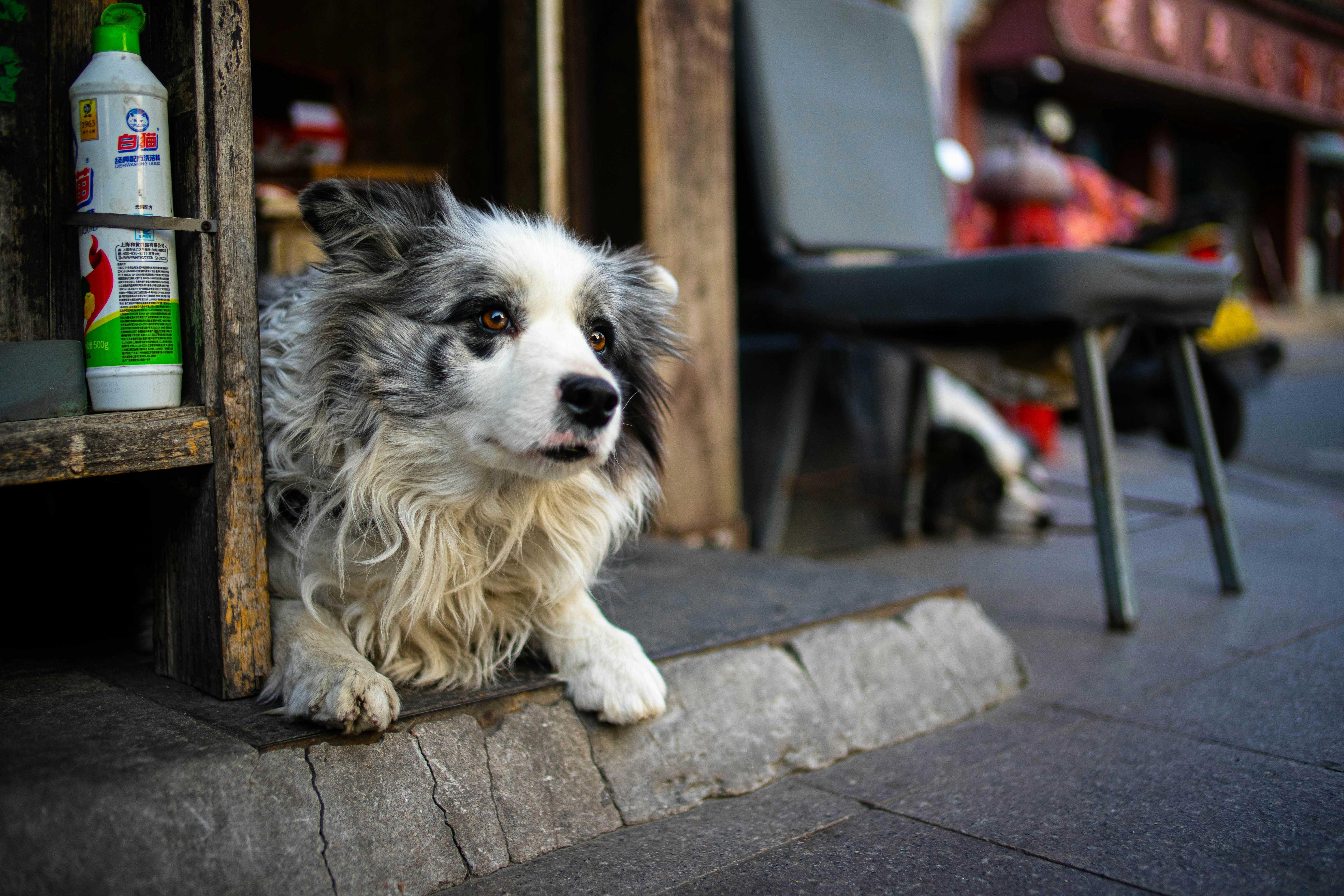 A fluffy border collie resting at the entrance of a shop, observing the bustling street life. The dog's attentive gaze adds a sense of warmth to the scene.