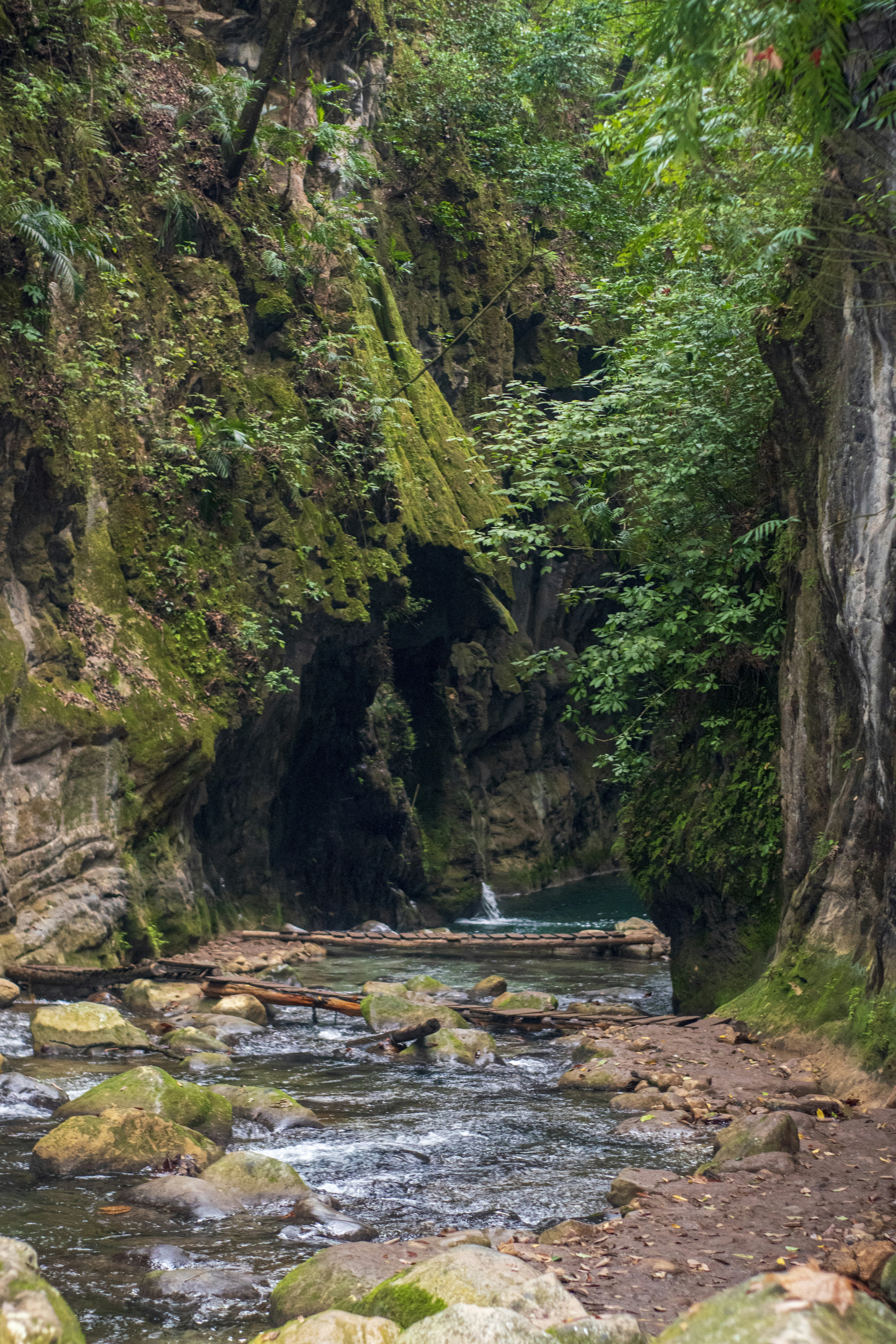 Une rivière qui coule à travers une forêt verdoyante photo – Photo ...