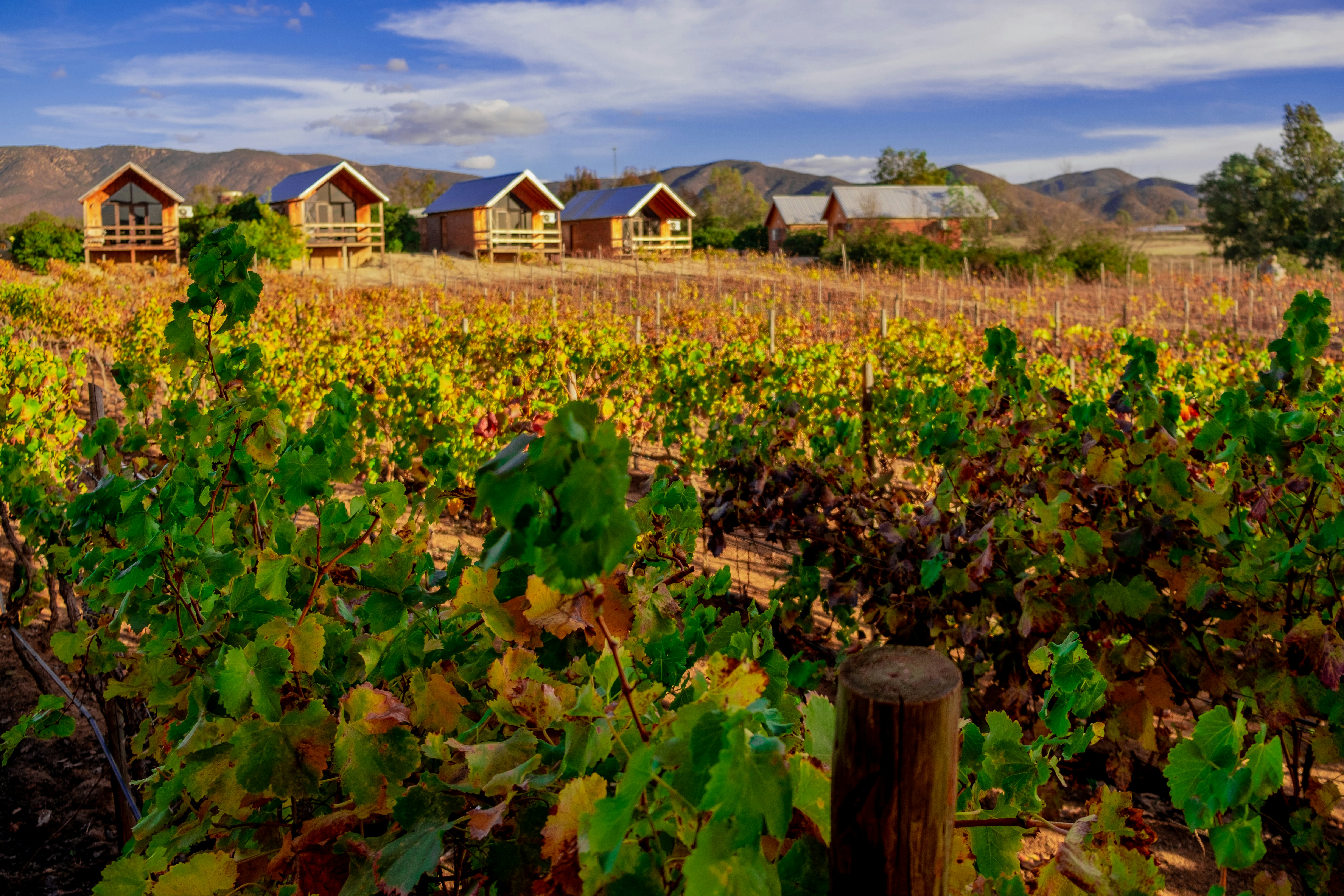 Lush vineyard stretches toward rustic cabins under a vibrant sky.