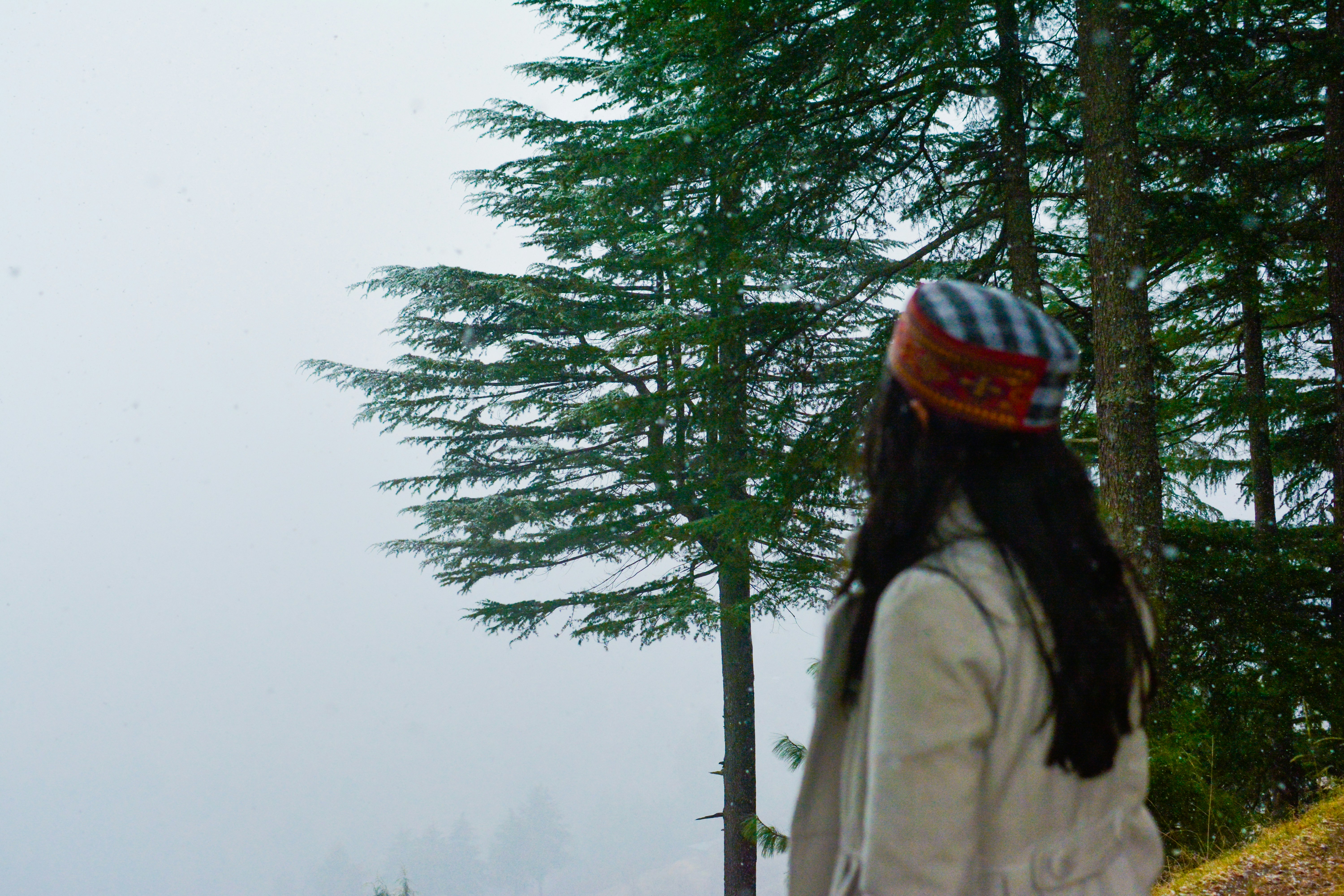 Fog-Wrapped Pines and a Backturned Figure
