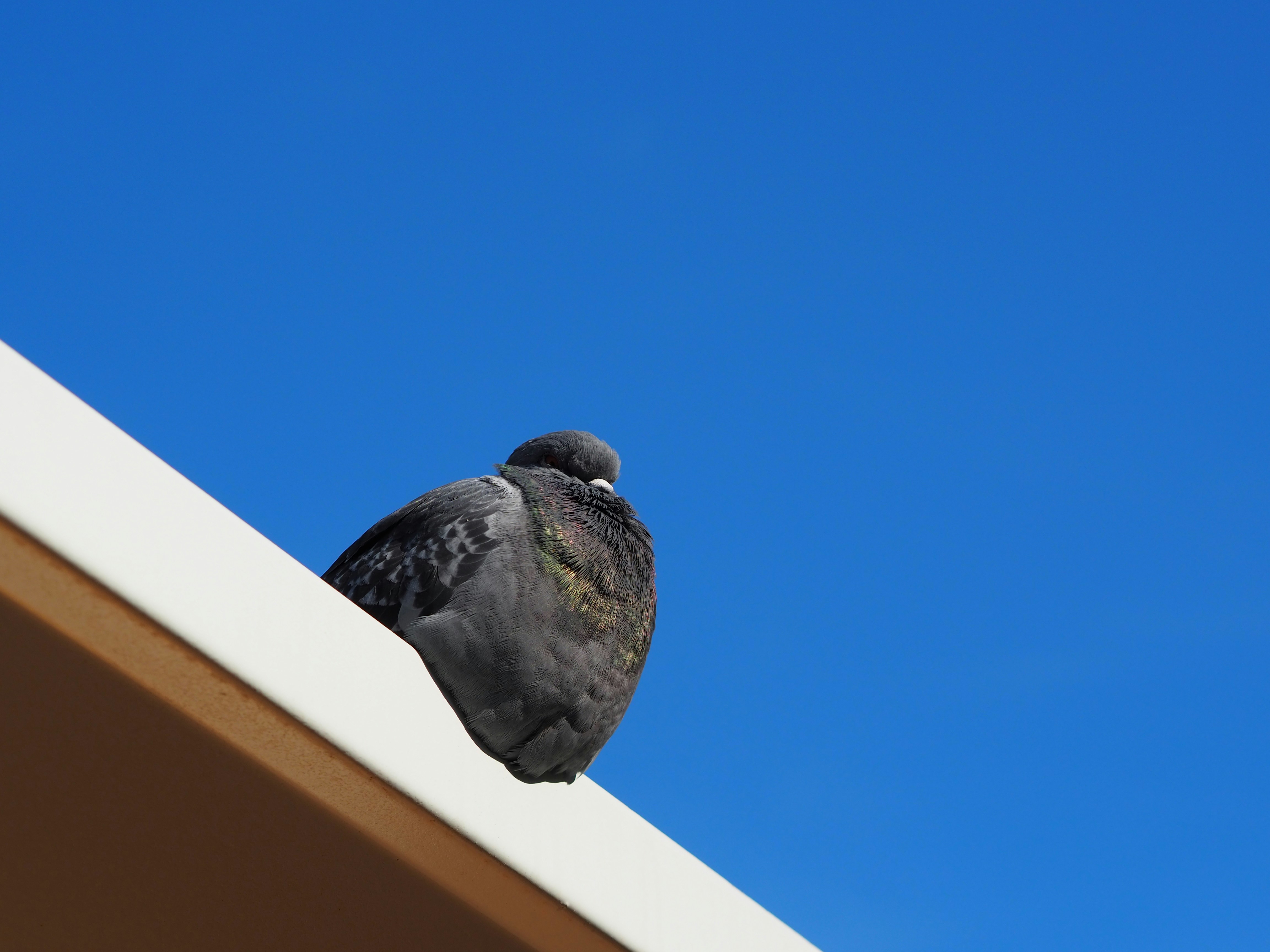 Pigeon resting on the edge of a rooftop against a clear blue sky.