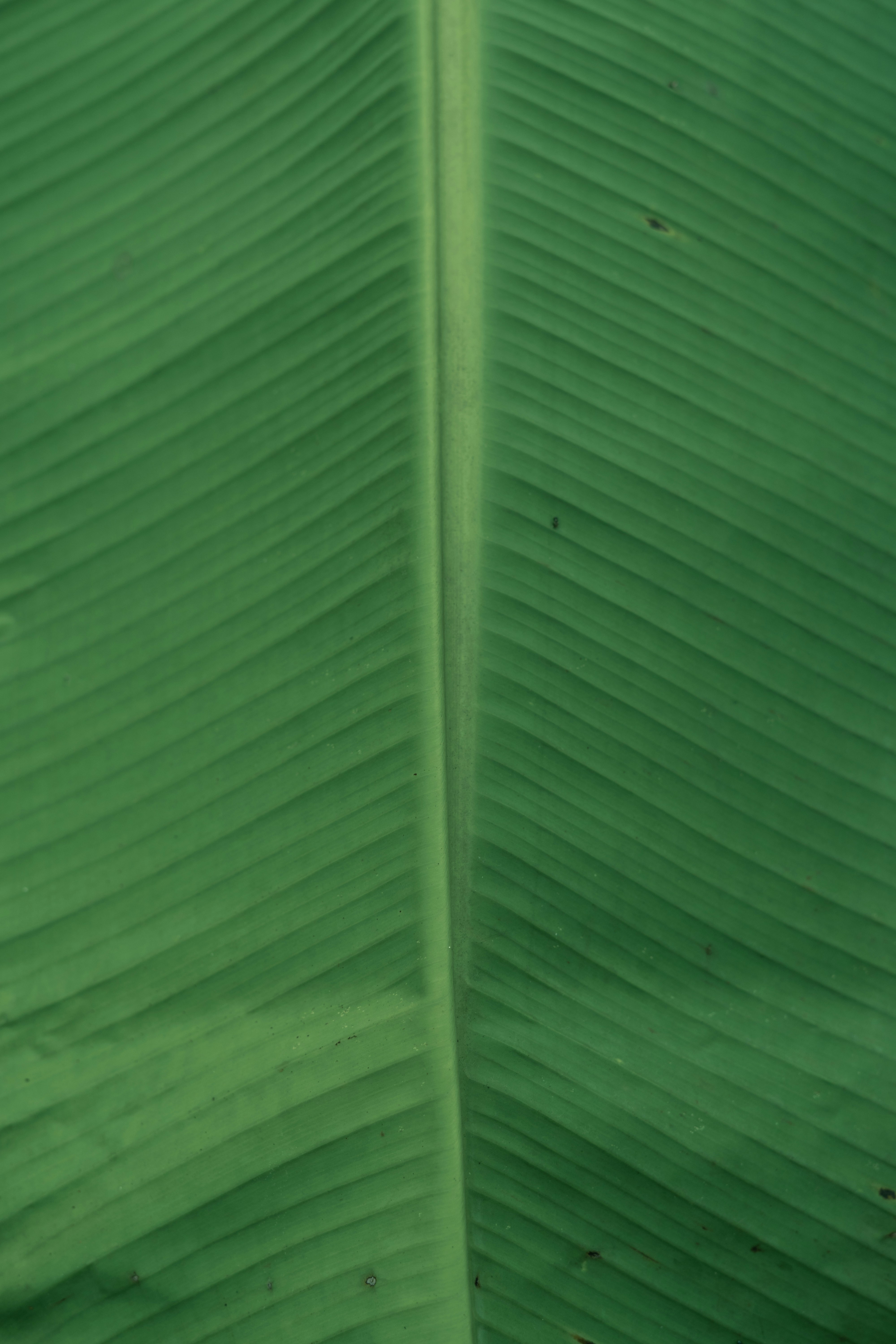 Close-up of a large green leaf showcasing its intricate vein patterns and textures.