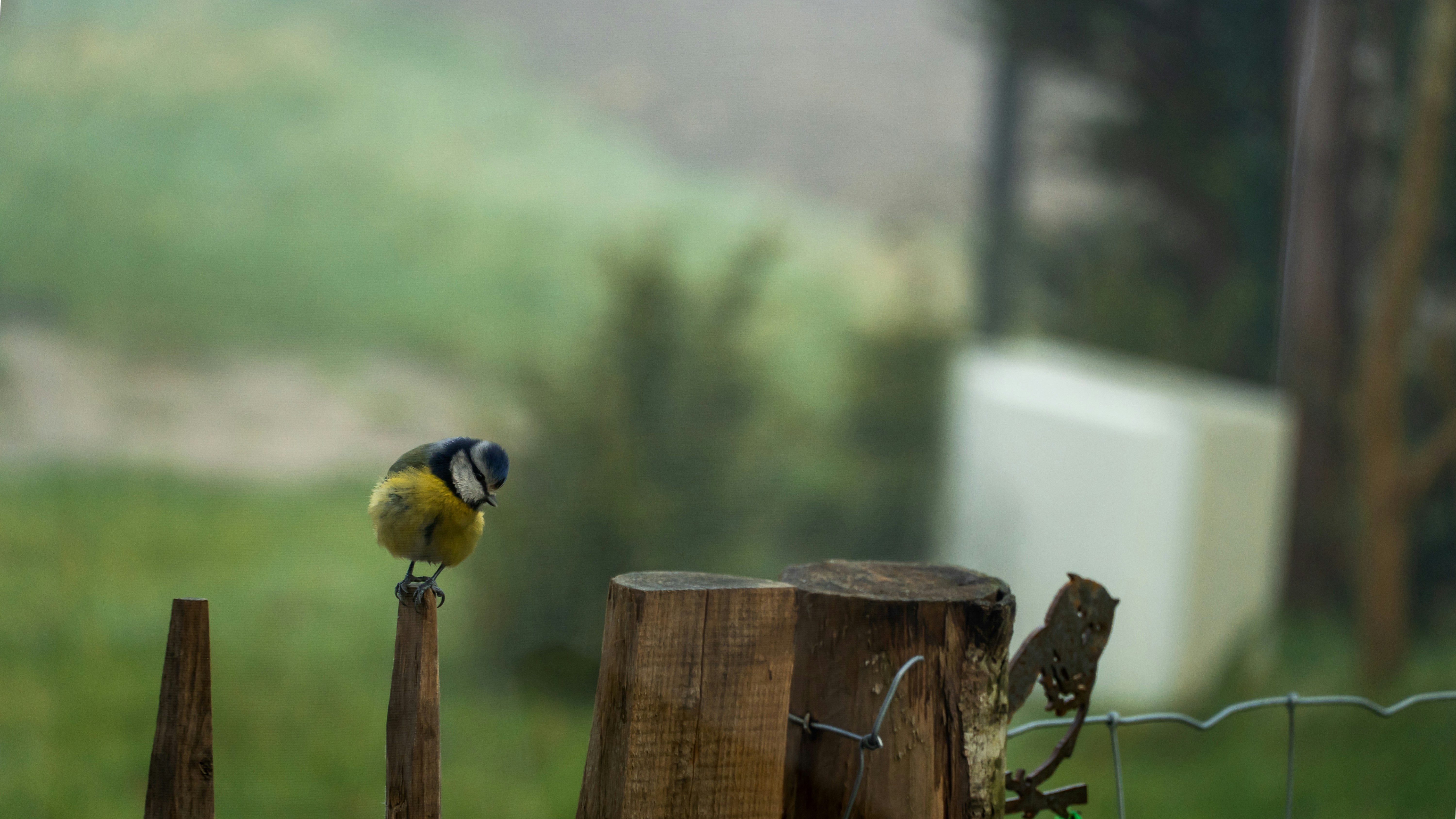 A blue tit perched on a wooden post amidst a misty landscape, surrounded by soft greens and browns.