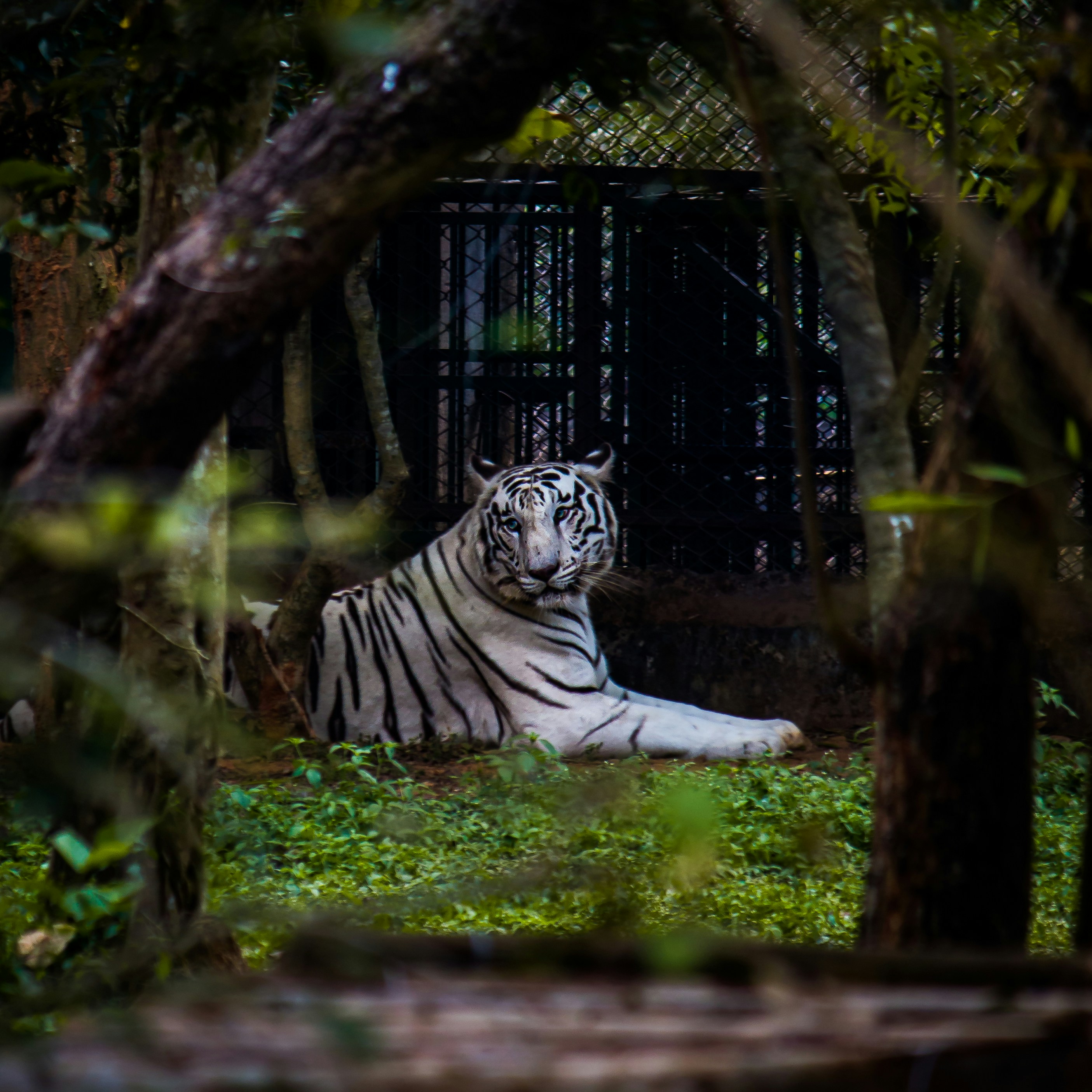 Shaded Sovereign: White Tiger at Rest in the Enclosure