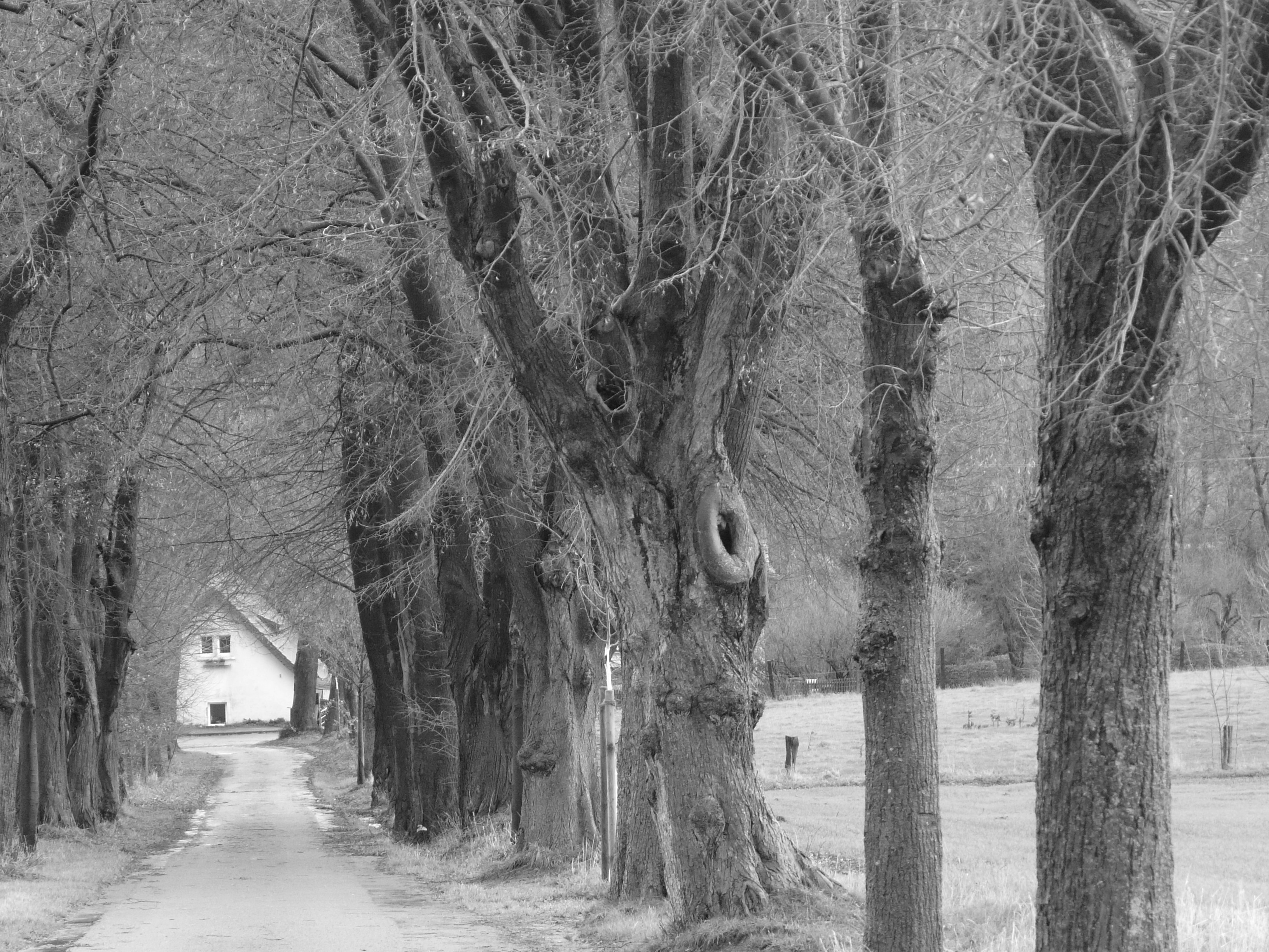 Black and white scene of a tree-lined path leading to a distant house in a winter landscape.