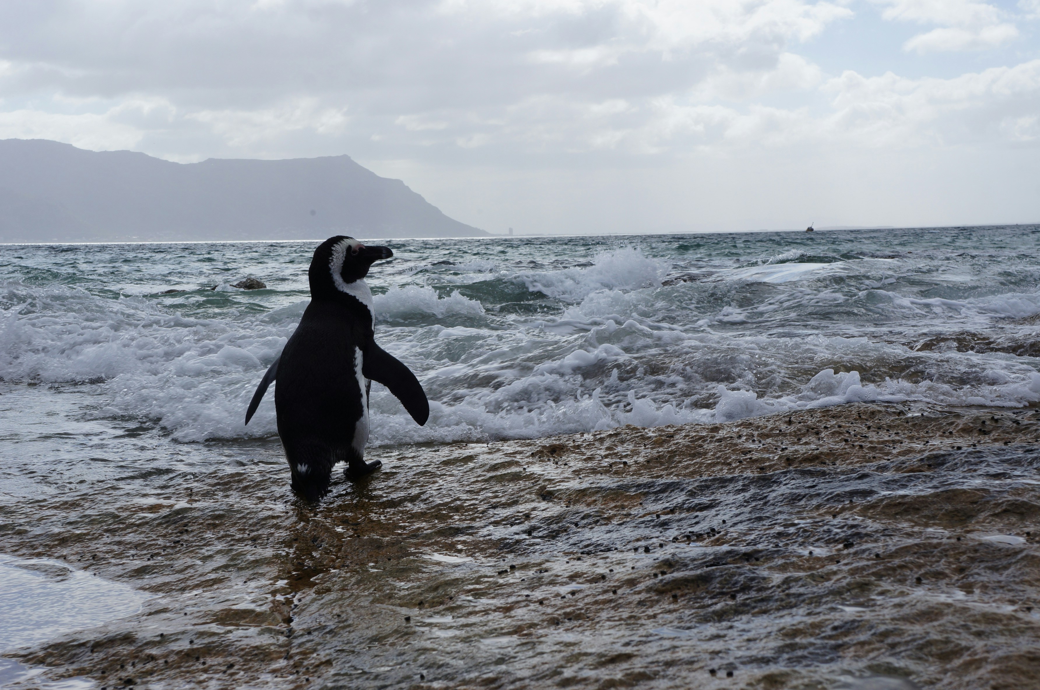 Penguin Patrol on a Foamy Shore beneath a Misty Coastal Range