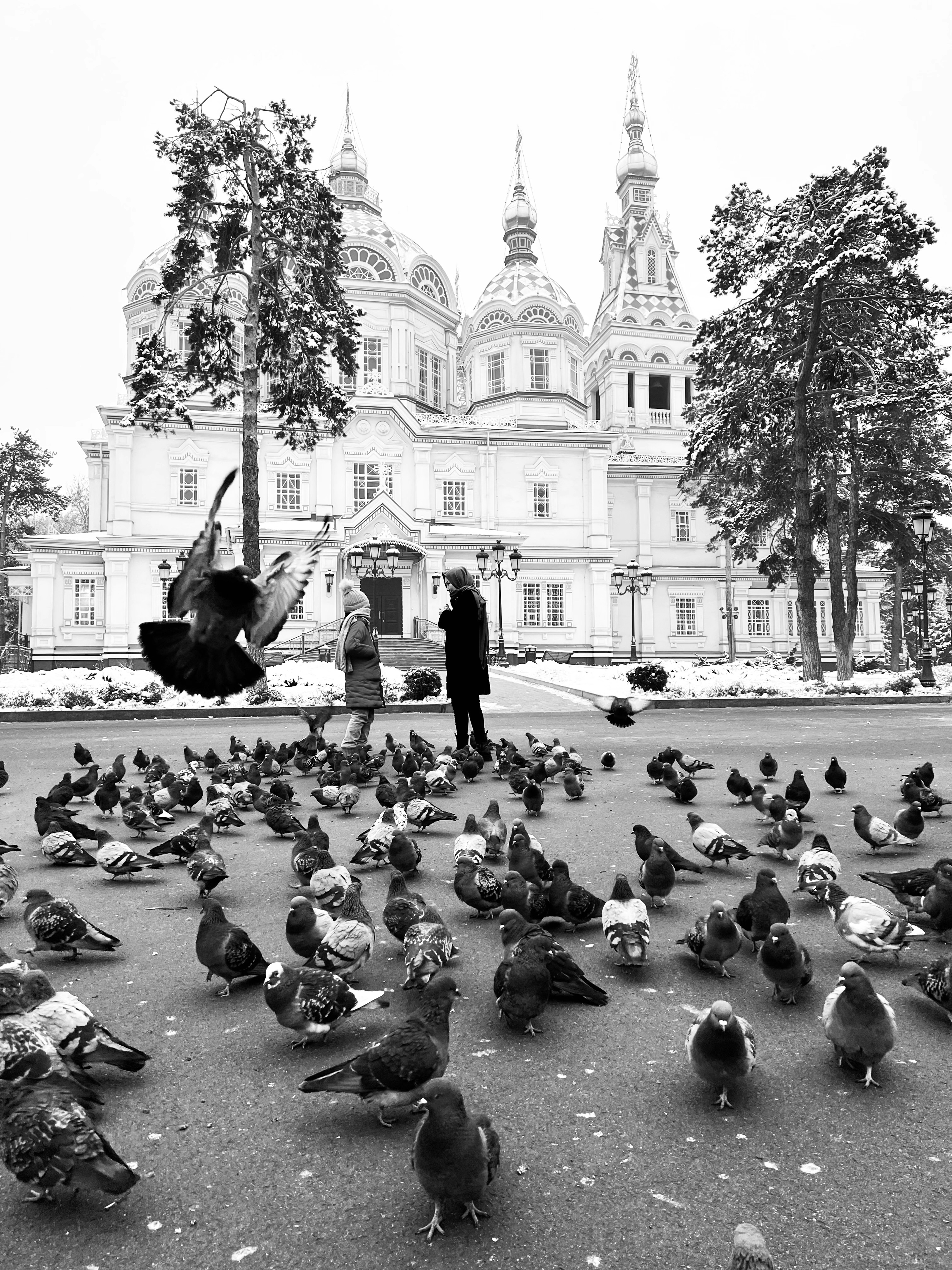 a flock of pigeons sitting on the ground in front of a building