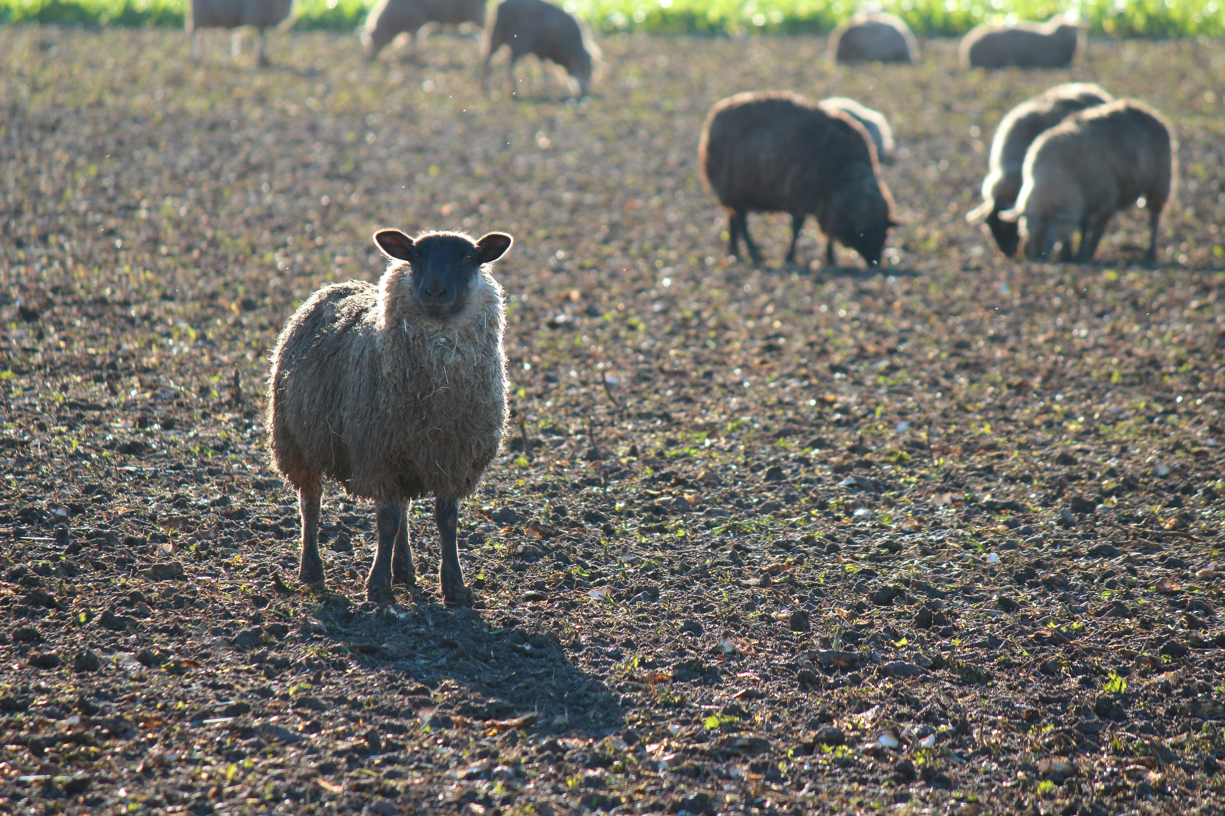 a herd of sheep grazing on a dry grass field