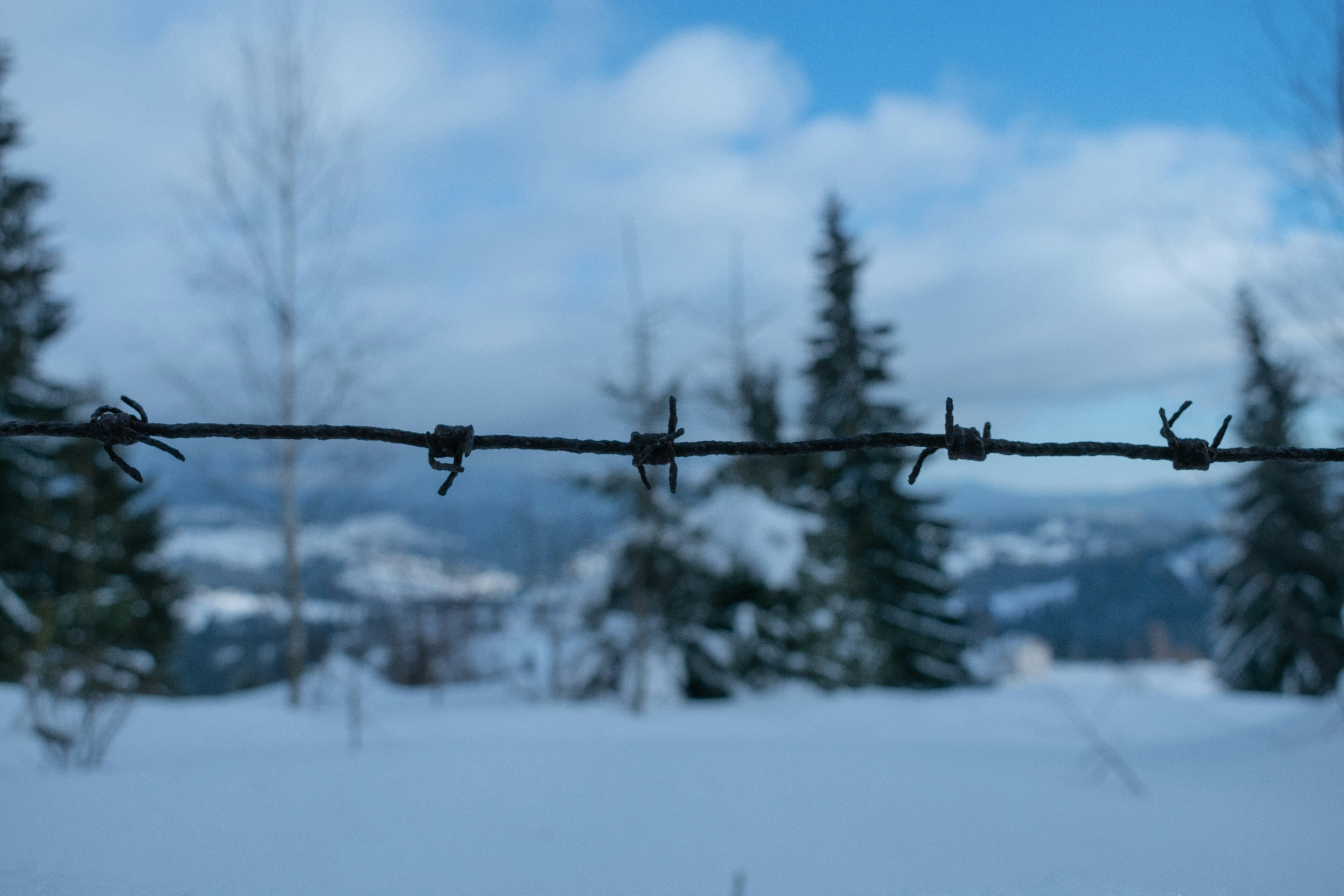 Barbed wire fence stretches across a snowy landscape, framed by evergreen trees under a cloudy sky.