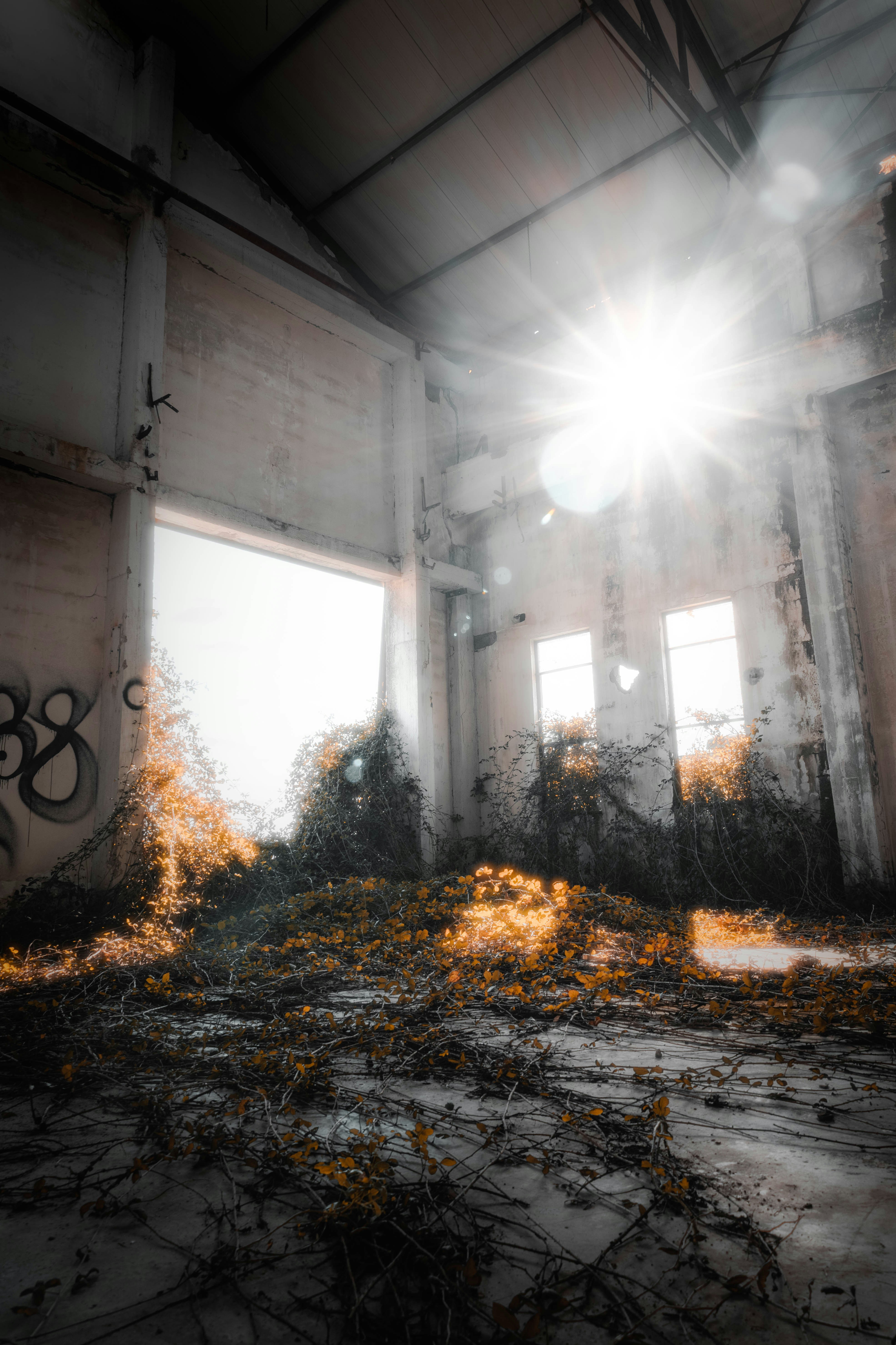 Sunlight streams through an abandoned building, illuminating overgrown vegetation on the wooden floor. The interplay of light and shadow creates a haunting yet serene atmosphere.
