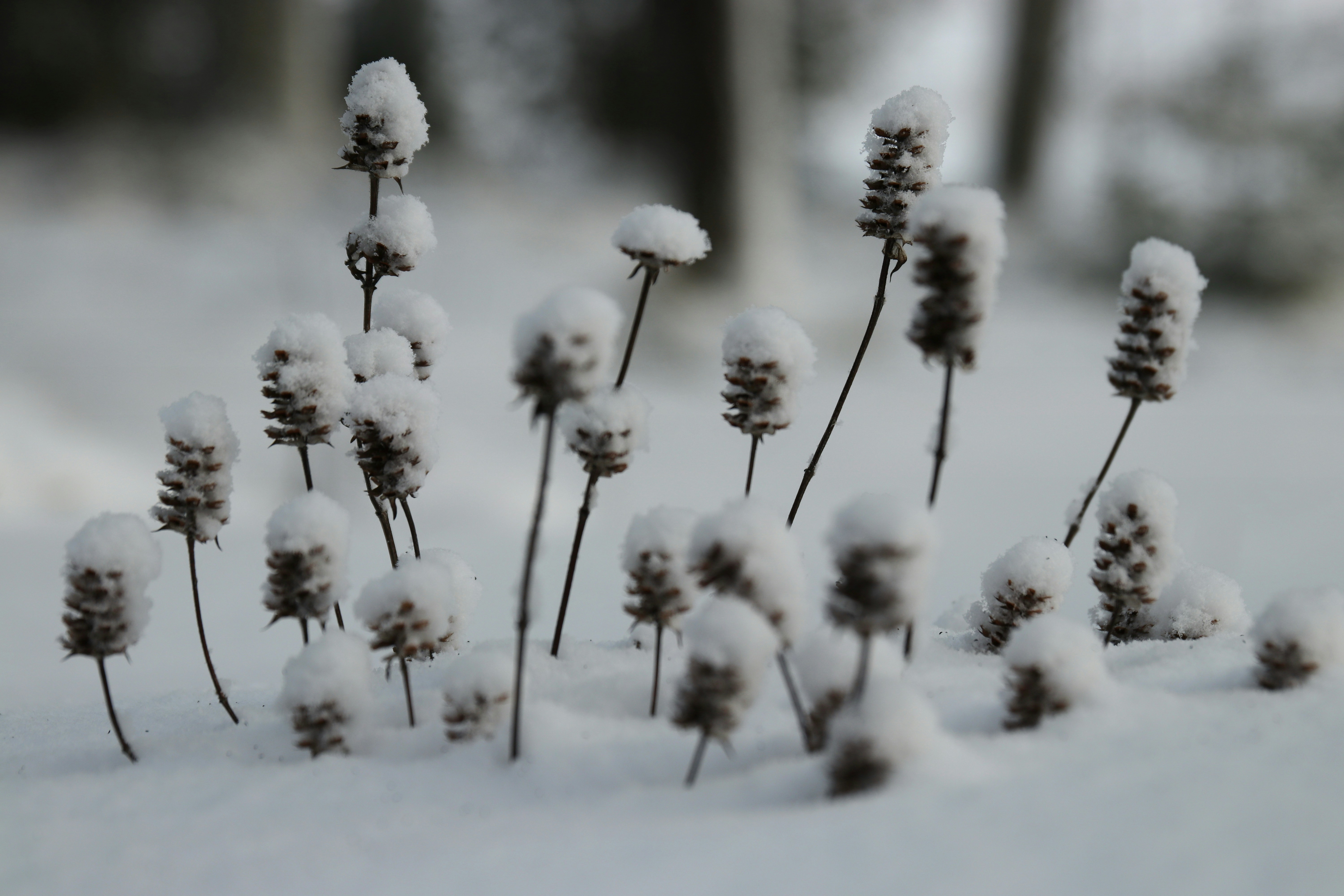 A bunch of snow covered plants in the snow photo – Free Finland Image ...