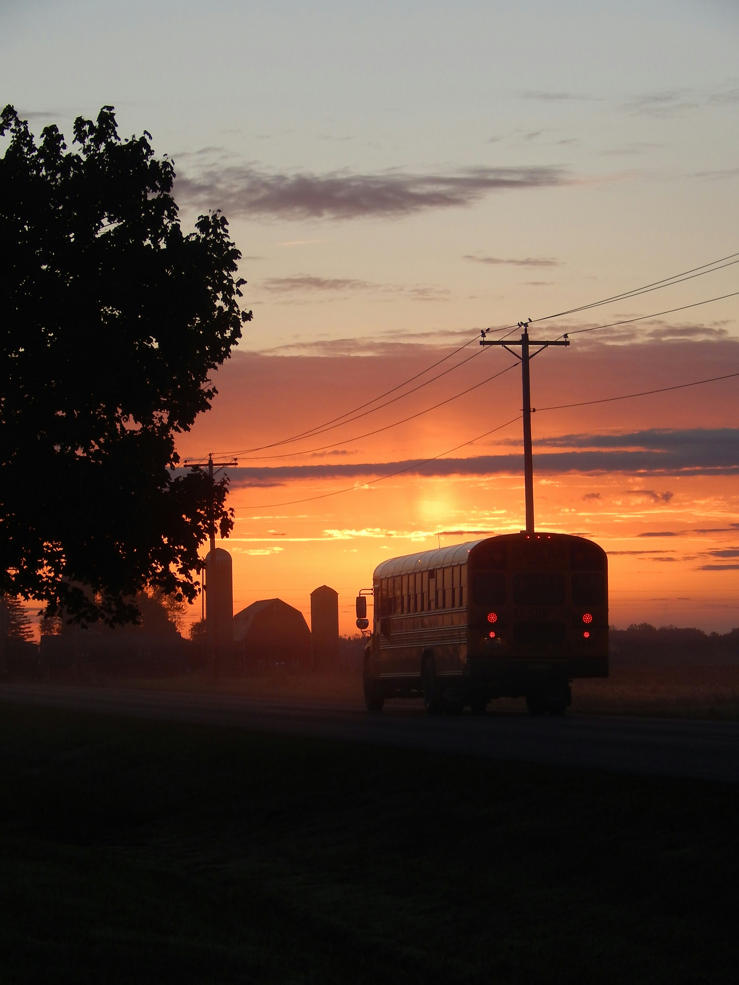 Sunset silhouettes a school bus on a rural road, framed by a large tree with power lines crisscrossing the sky.