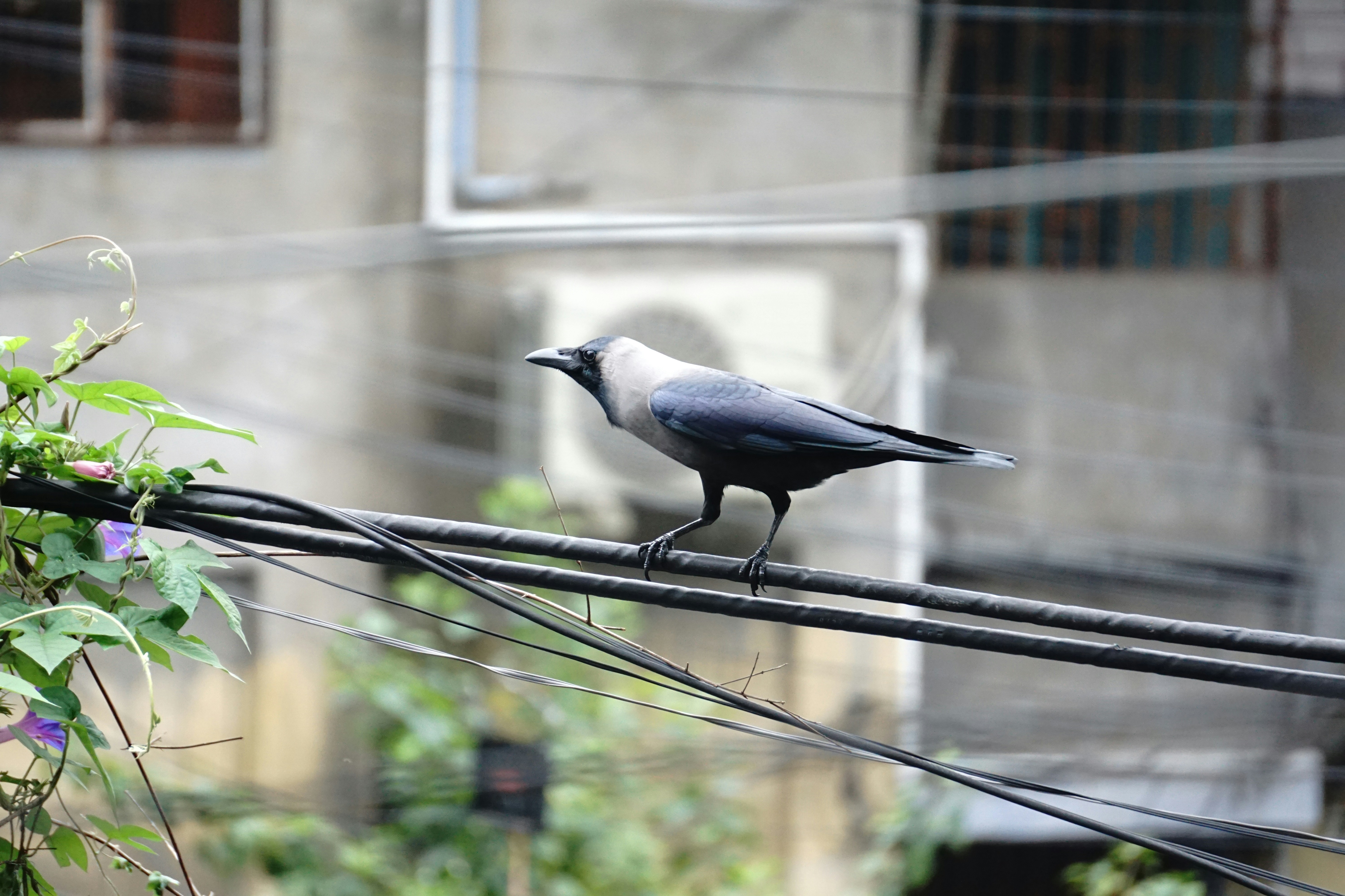 a black and white bird sitting on top of a power line