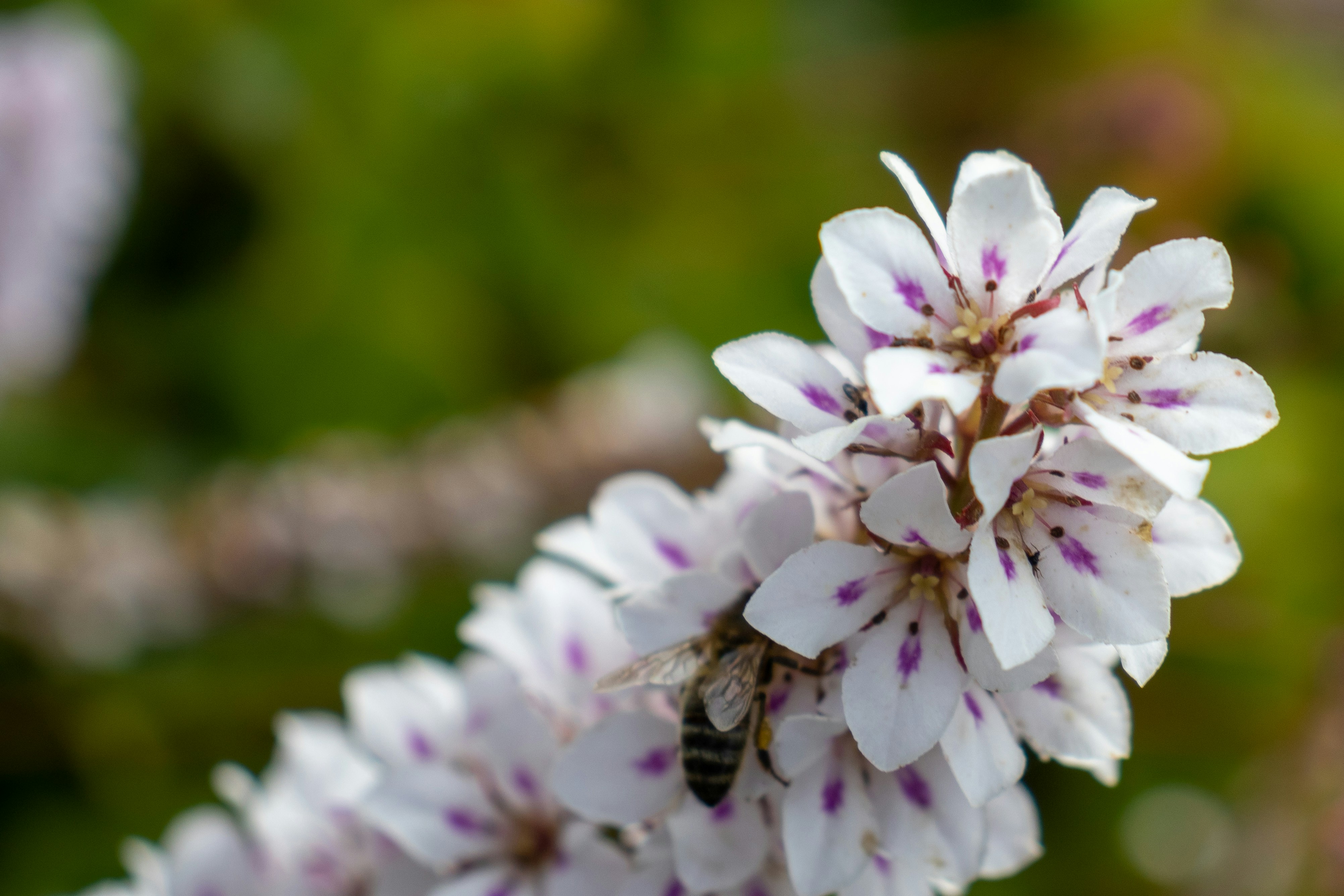 Bee on a lavender-white bloom: a closer look at spring detail