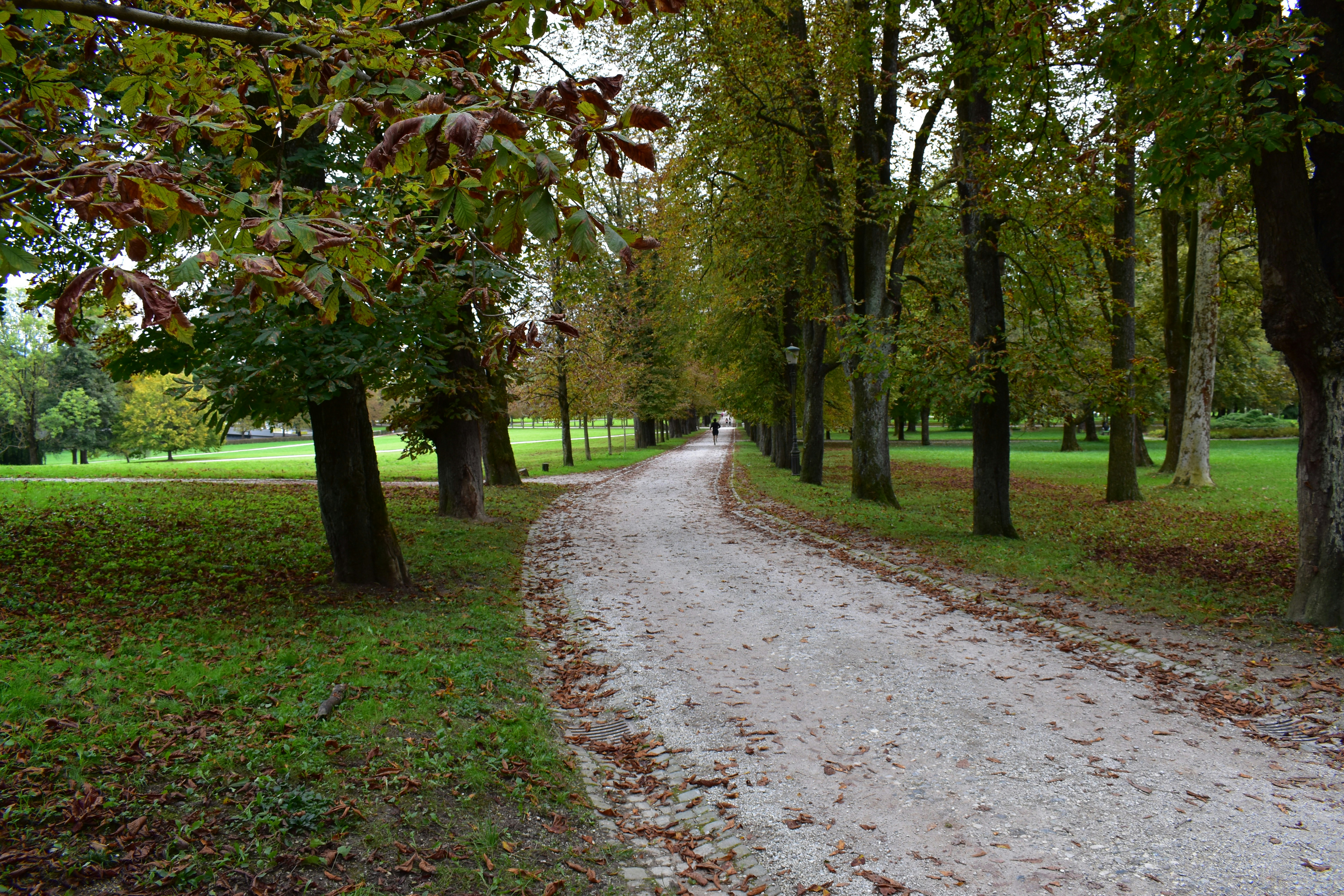 Tree-lined gravel path in a park with fallen leaves and lush greenery.