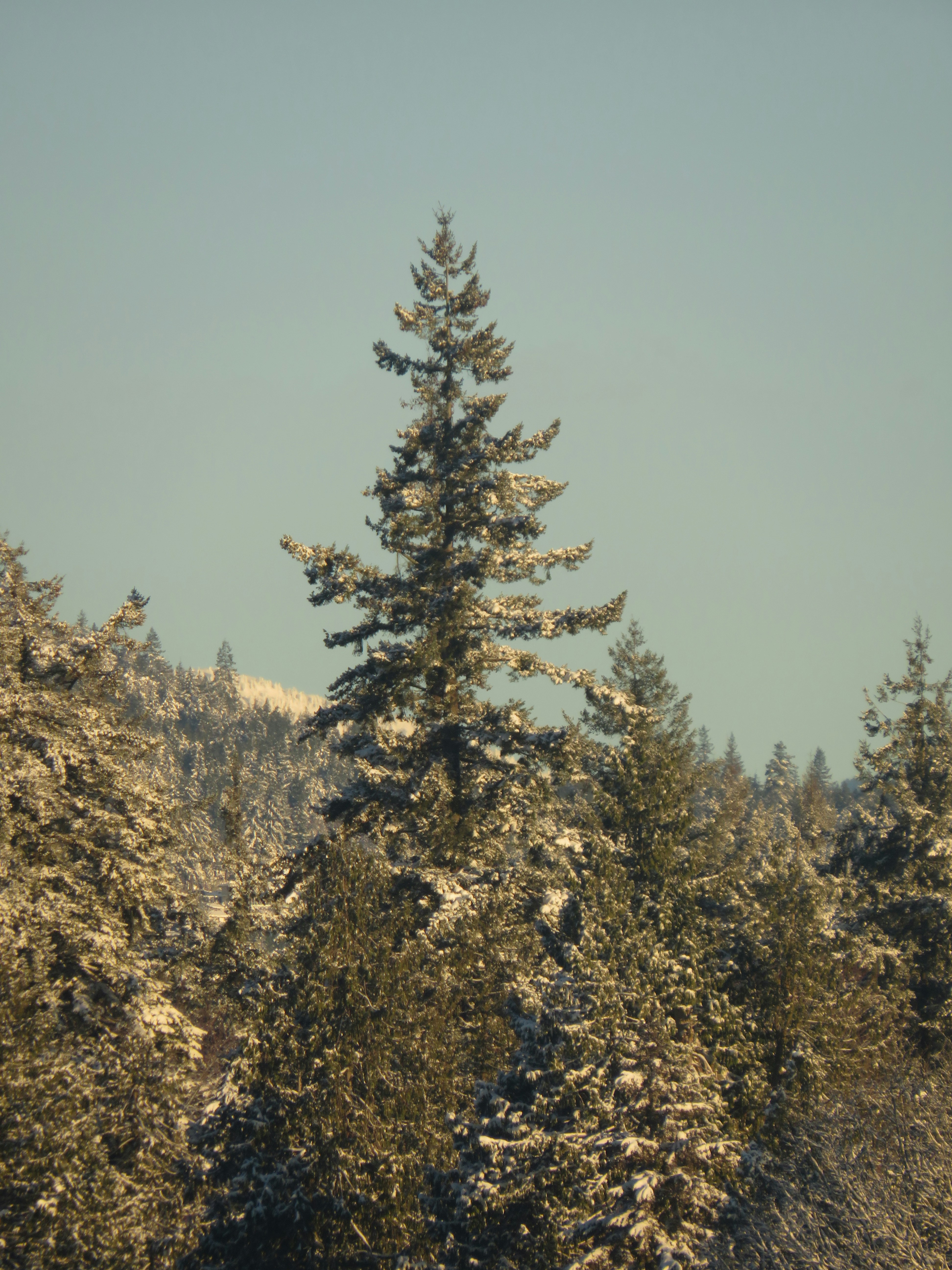 Snow-laden evergreen trees stand tall under a clear blue sky, showcasing the tranquility of a winter landscape.