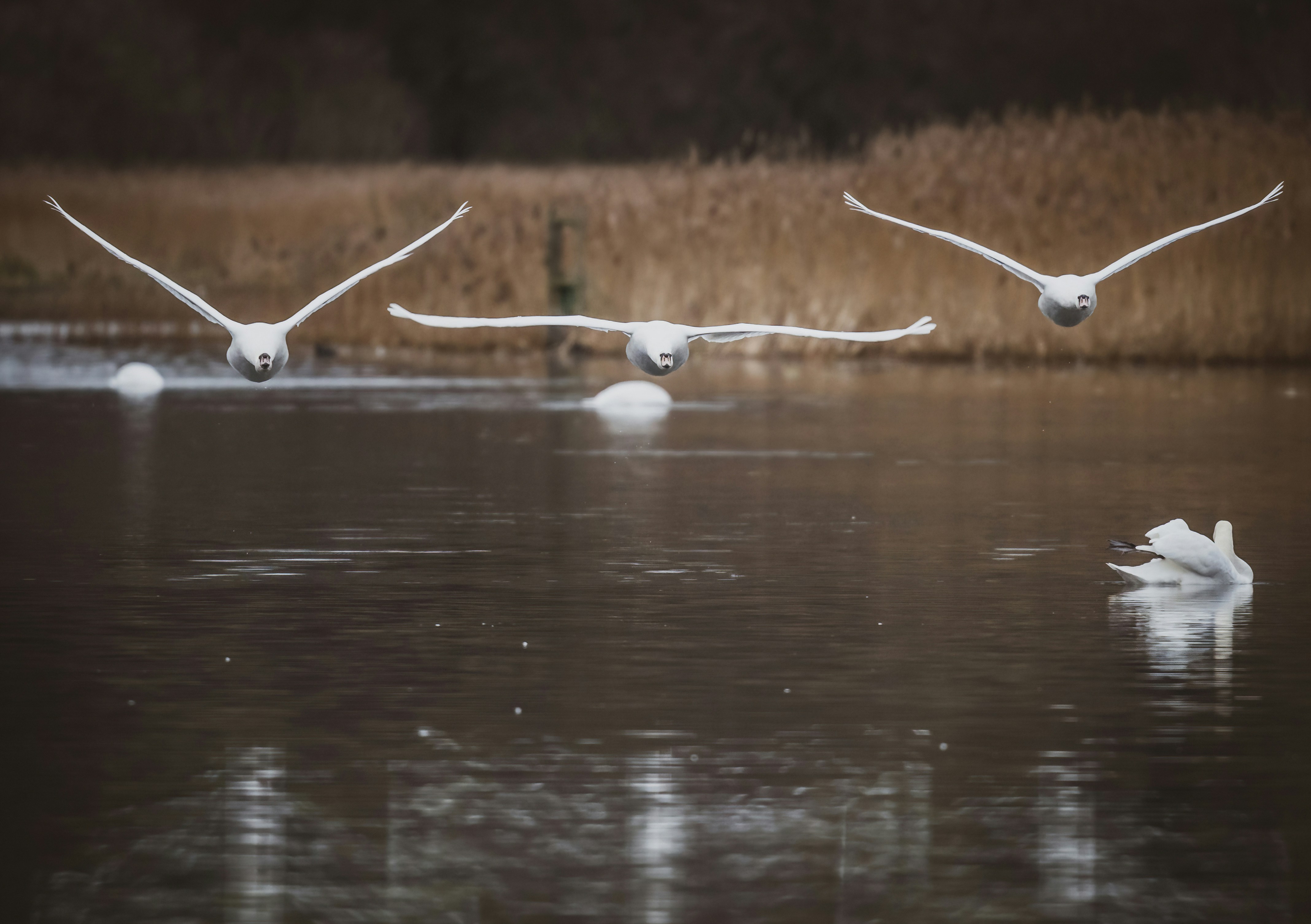 a flock of birds flying over a body of waterJonny Gios
