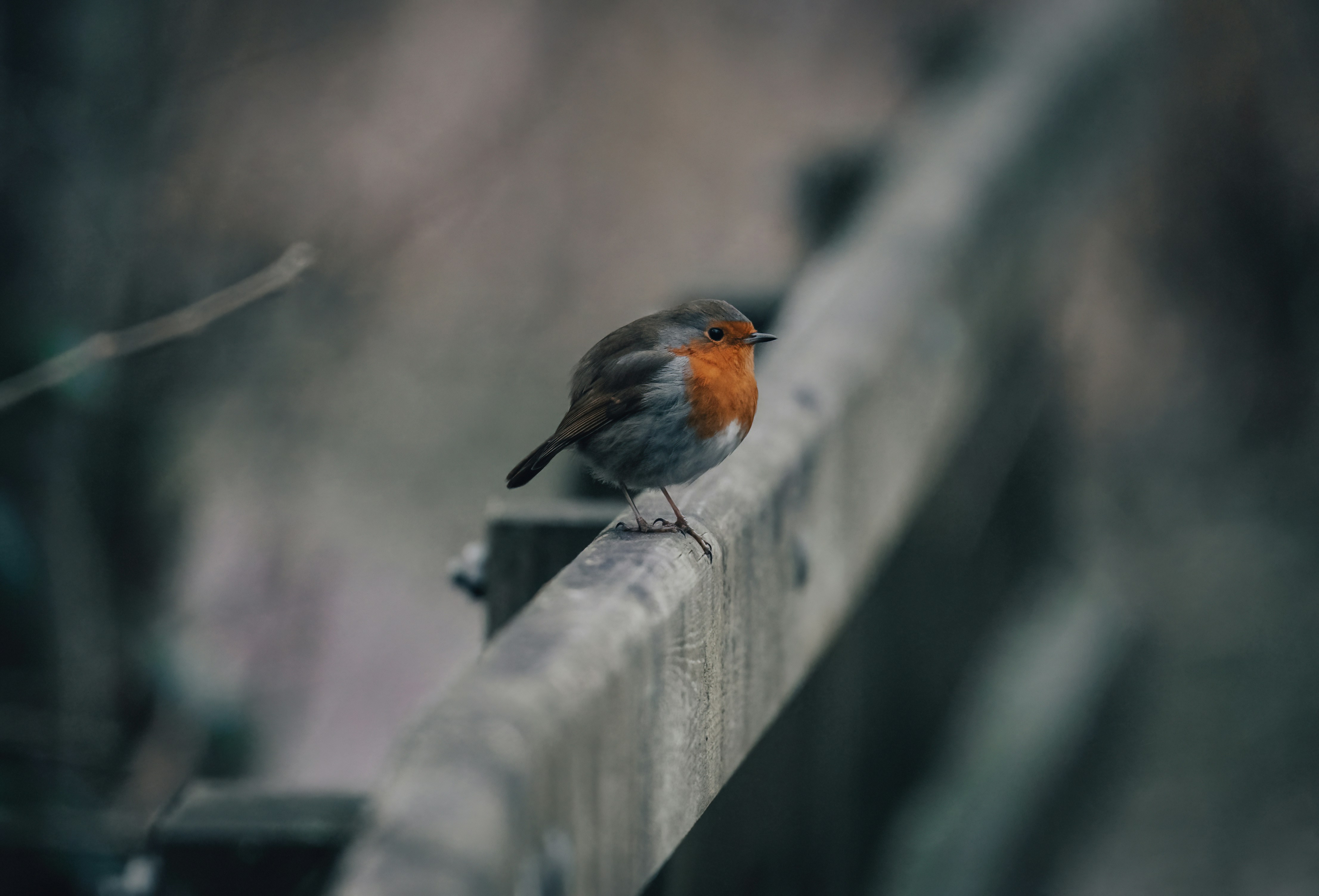 Robin on a Weathered Railing in Muted Light