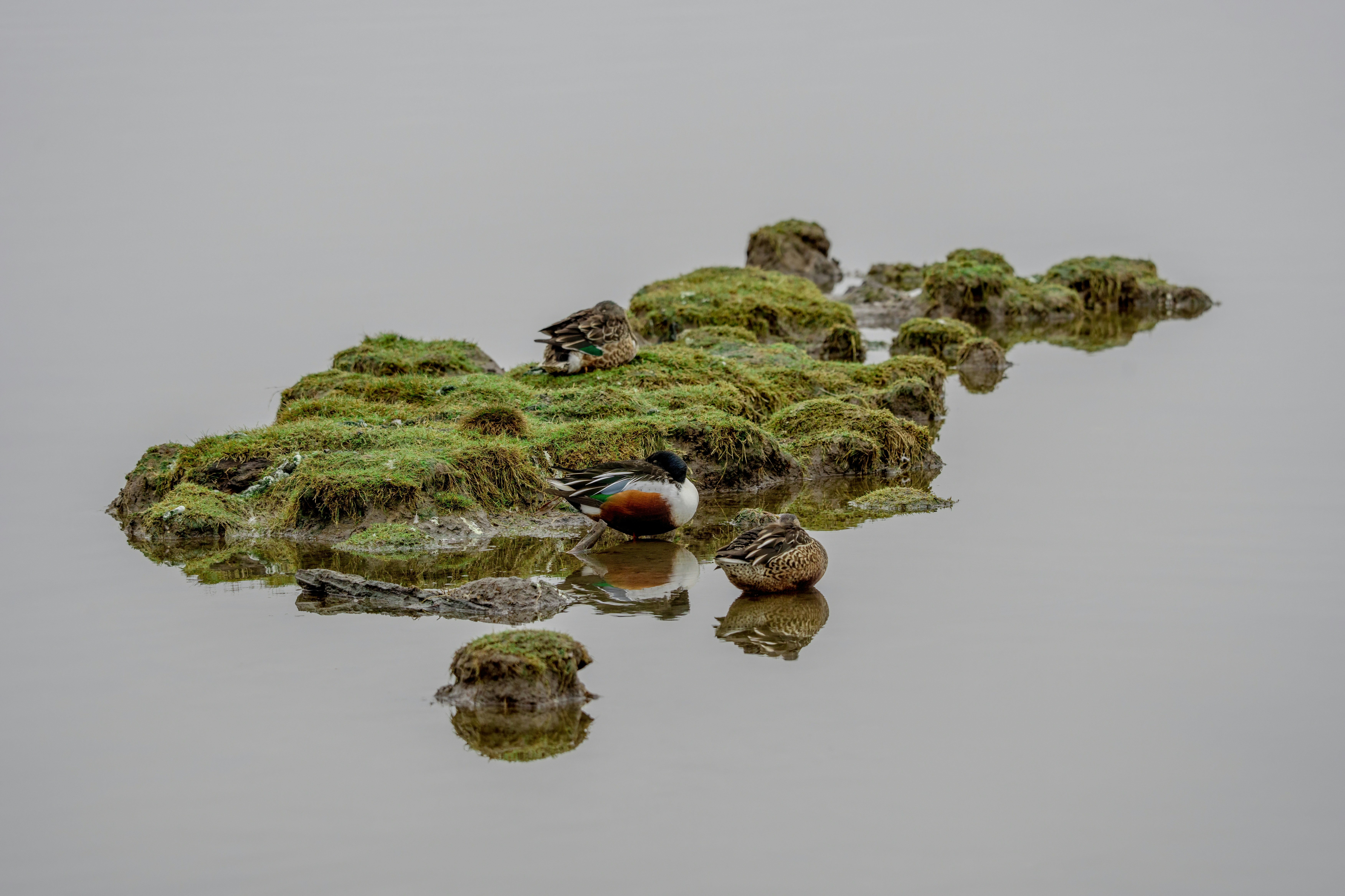 Quiet Mossy Outcrops: Ducks Rest in a Misty Pool