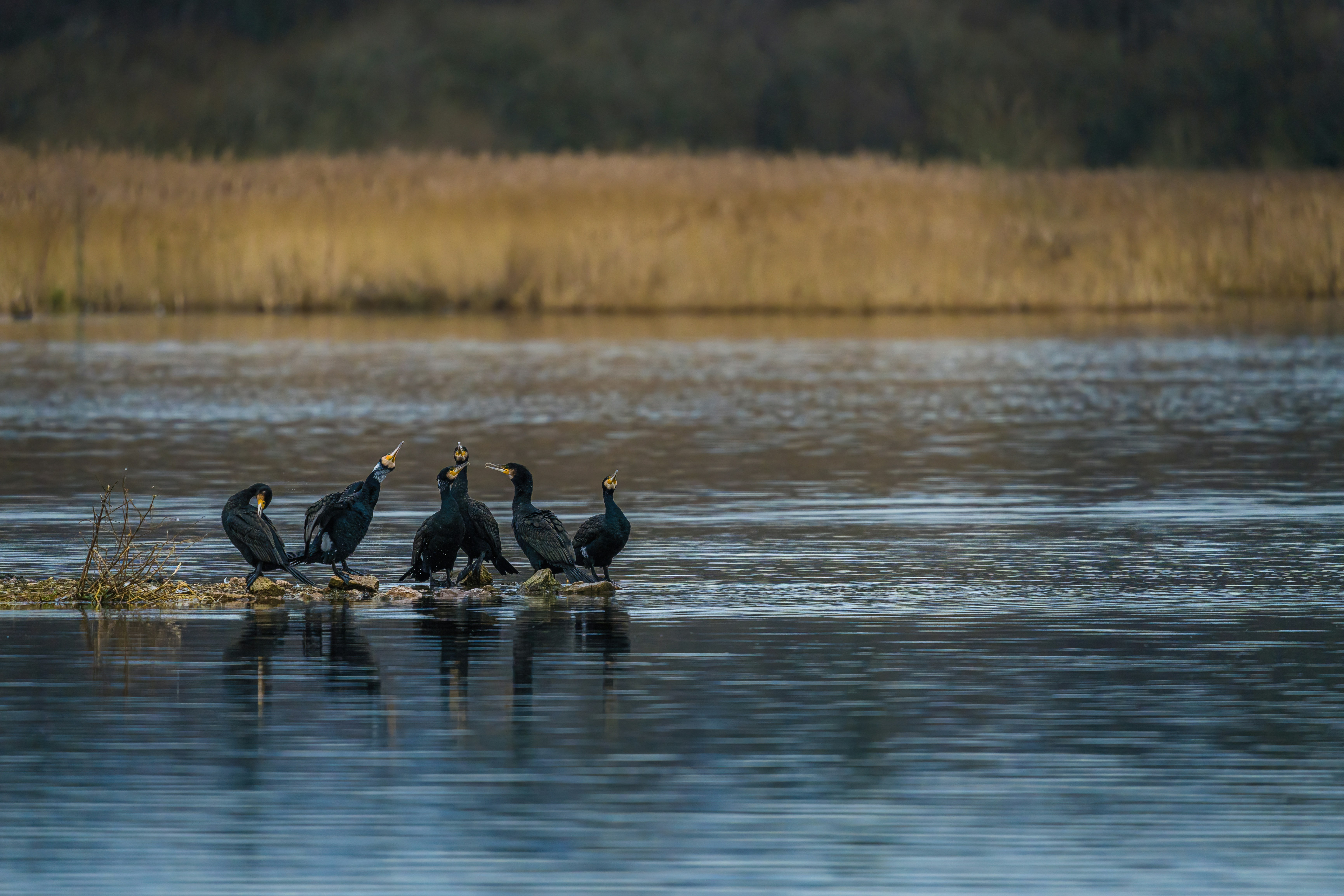 A group of birds sitting on top of a rock in the water photo – Free ...