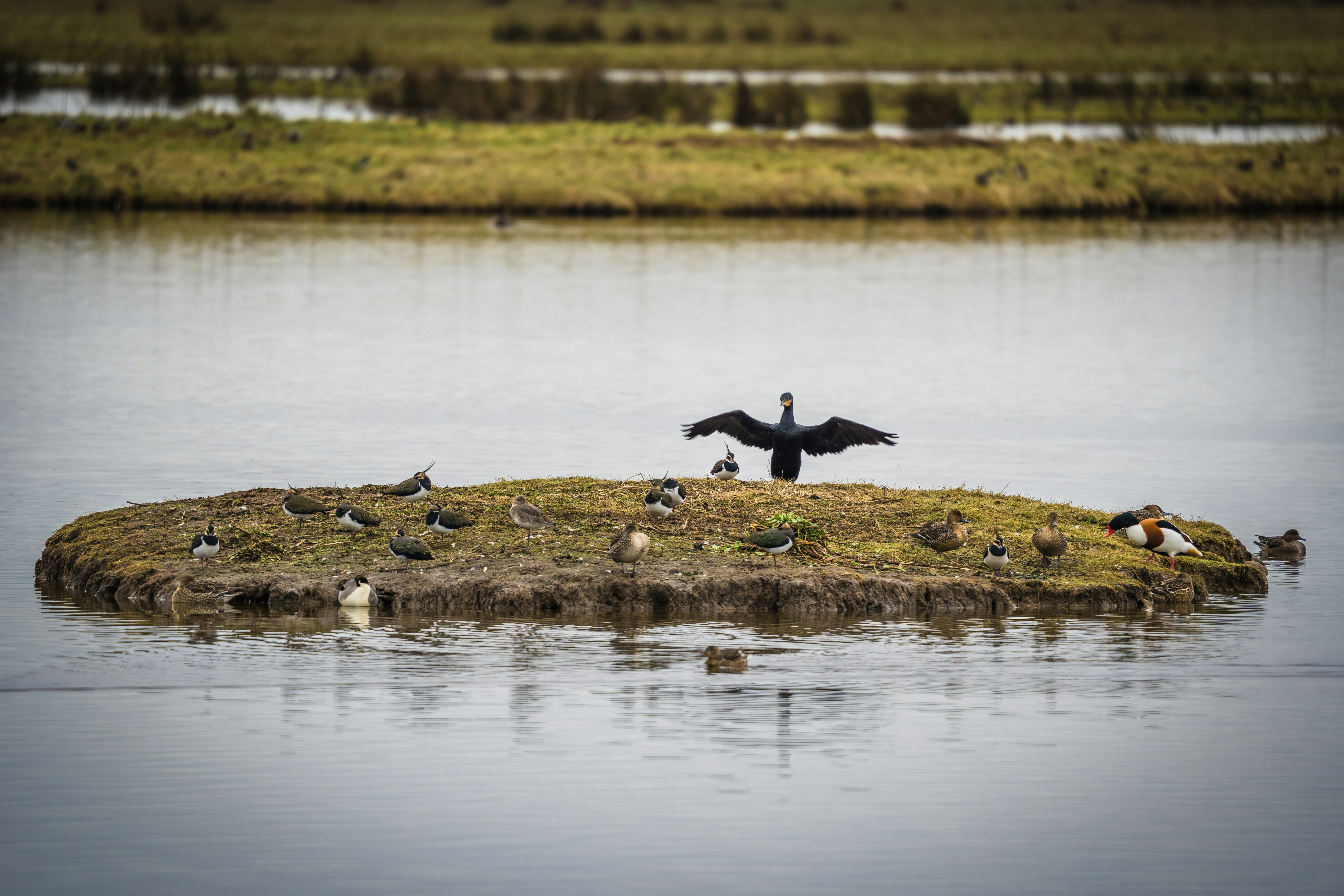 Winged Centerpiece on a Mossy Islet Amid Quiet Waters
