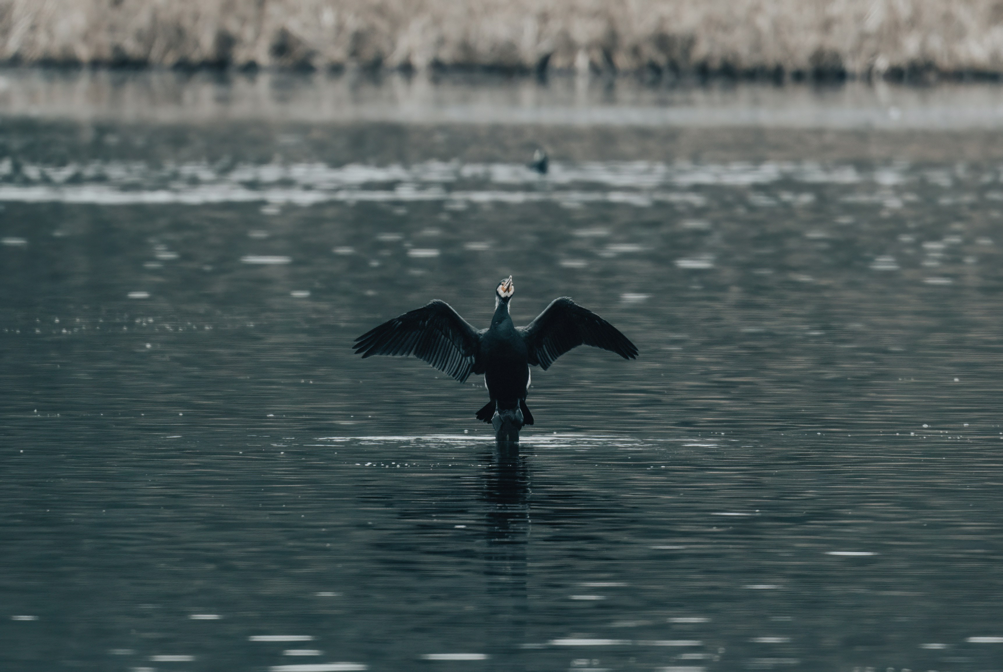 a large bird with its wings spread out on a body of water