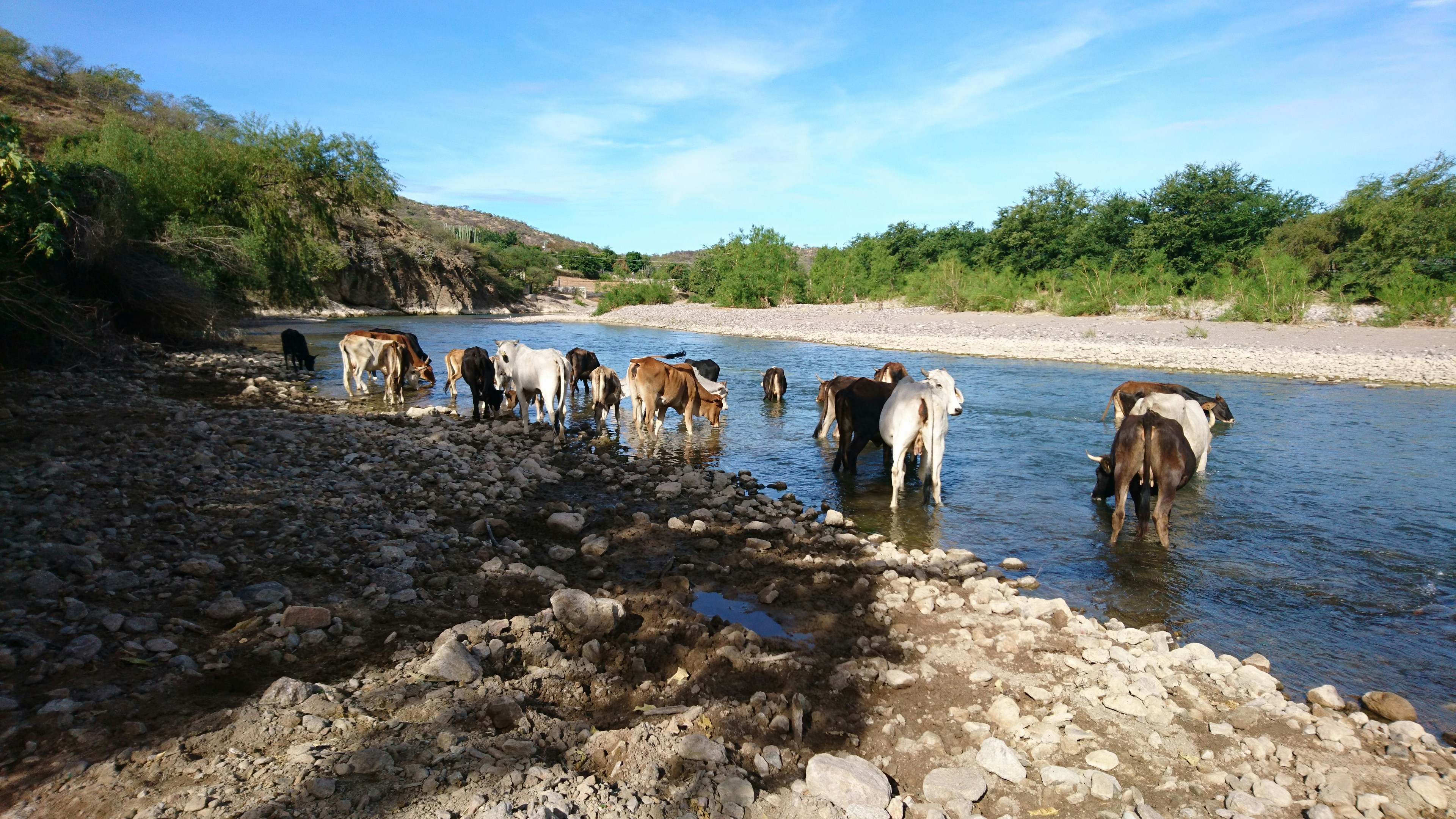 Horses standing in a shallow river surrounded by lush greenery under a clear blue sky.