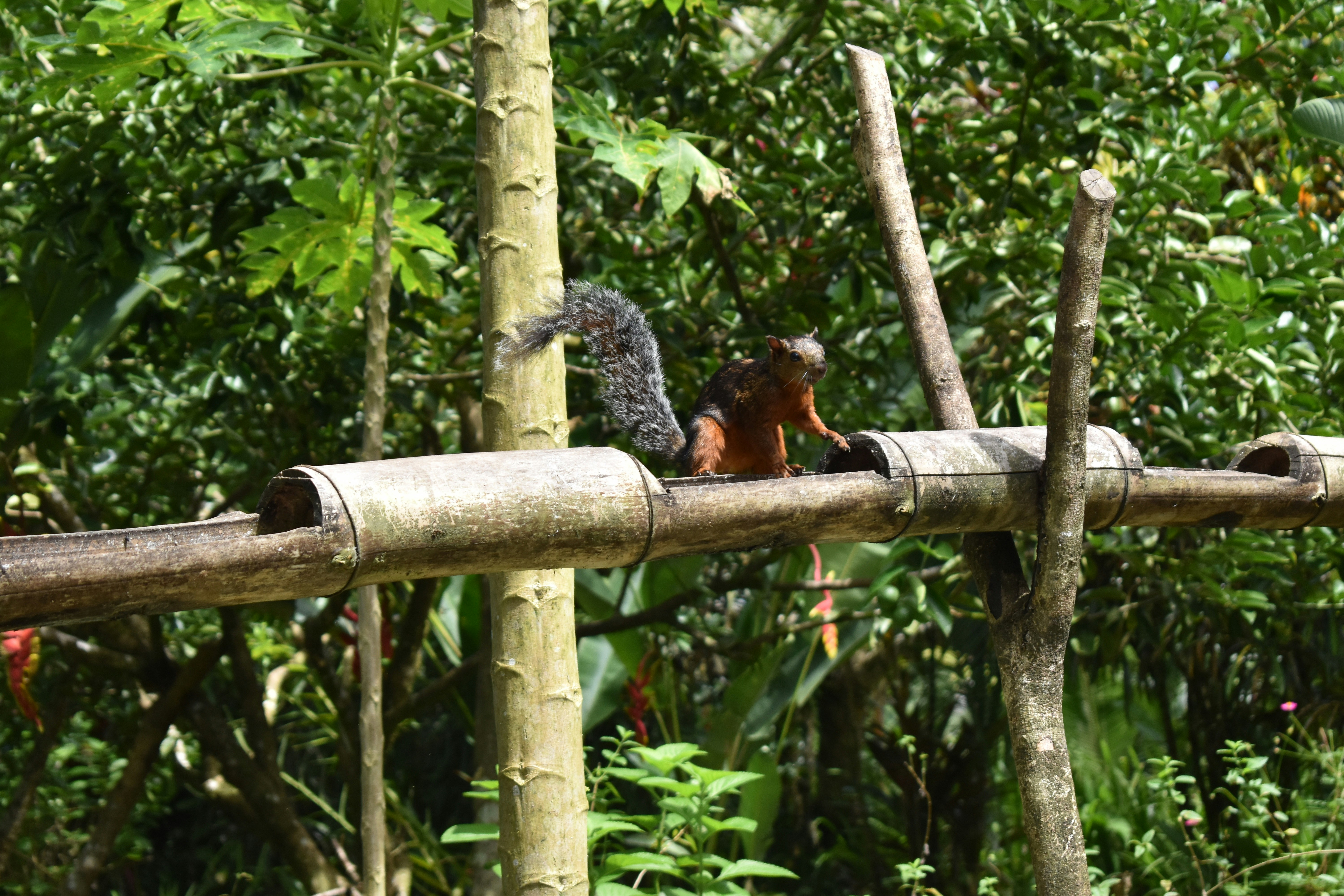 a squirrel sitting on top of a bamboo pole