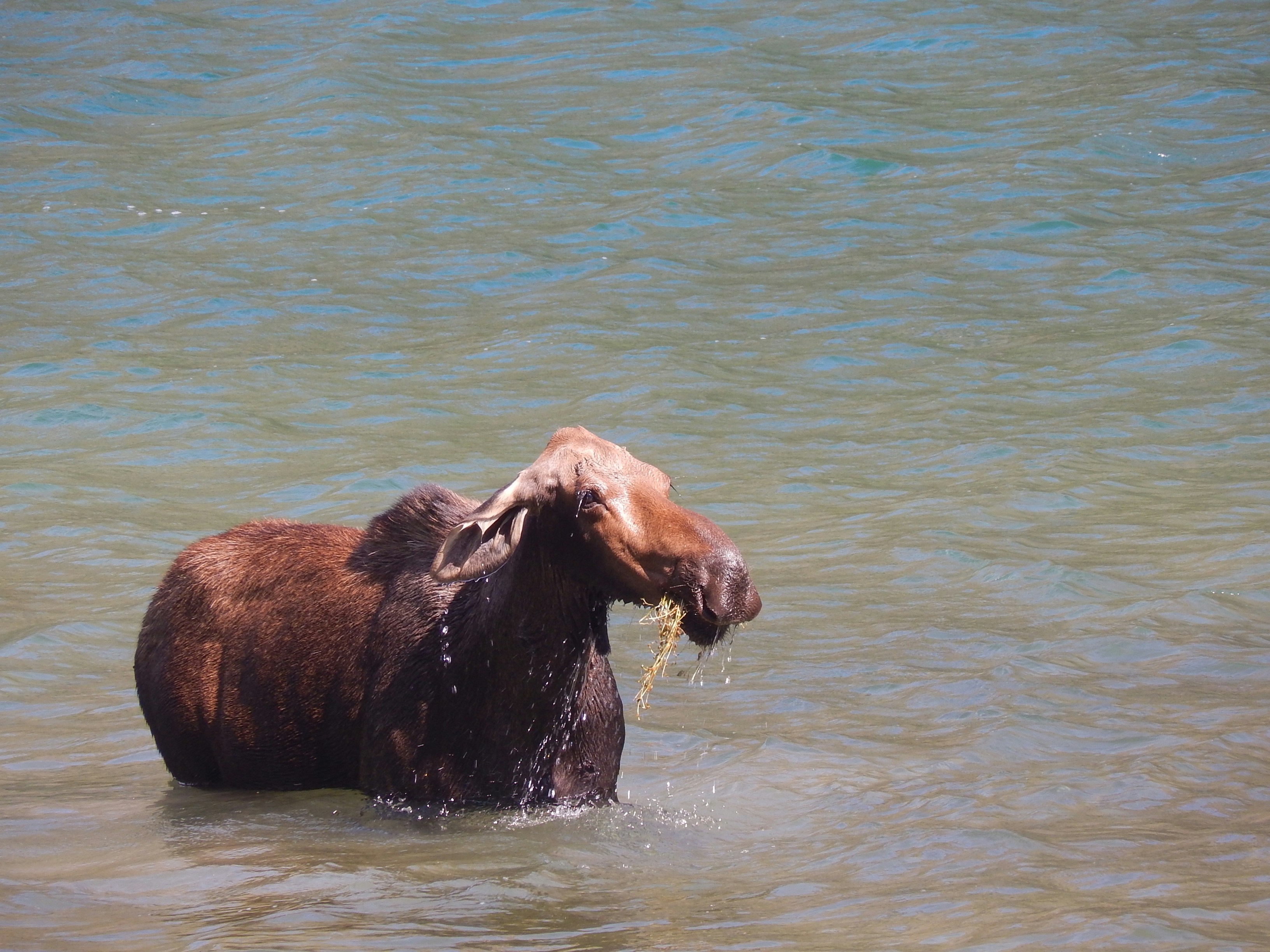 A moose wades through calm waters, its mouth filled with aquatic vegetation, showcasing the harmony of wildlife in a natural habitat.