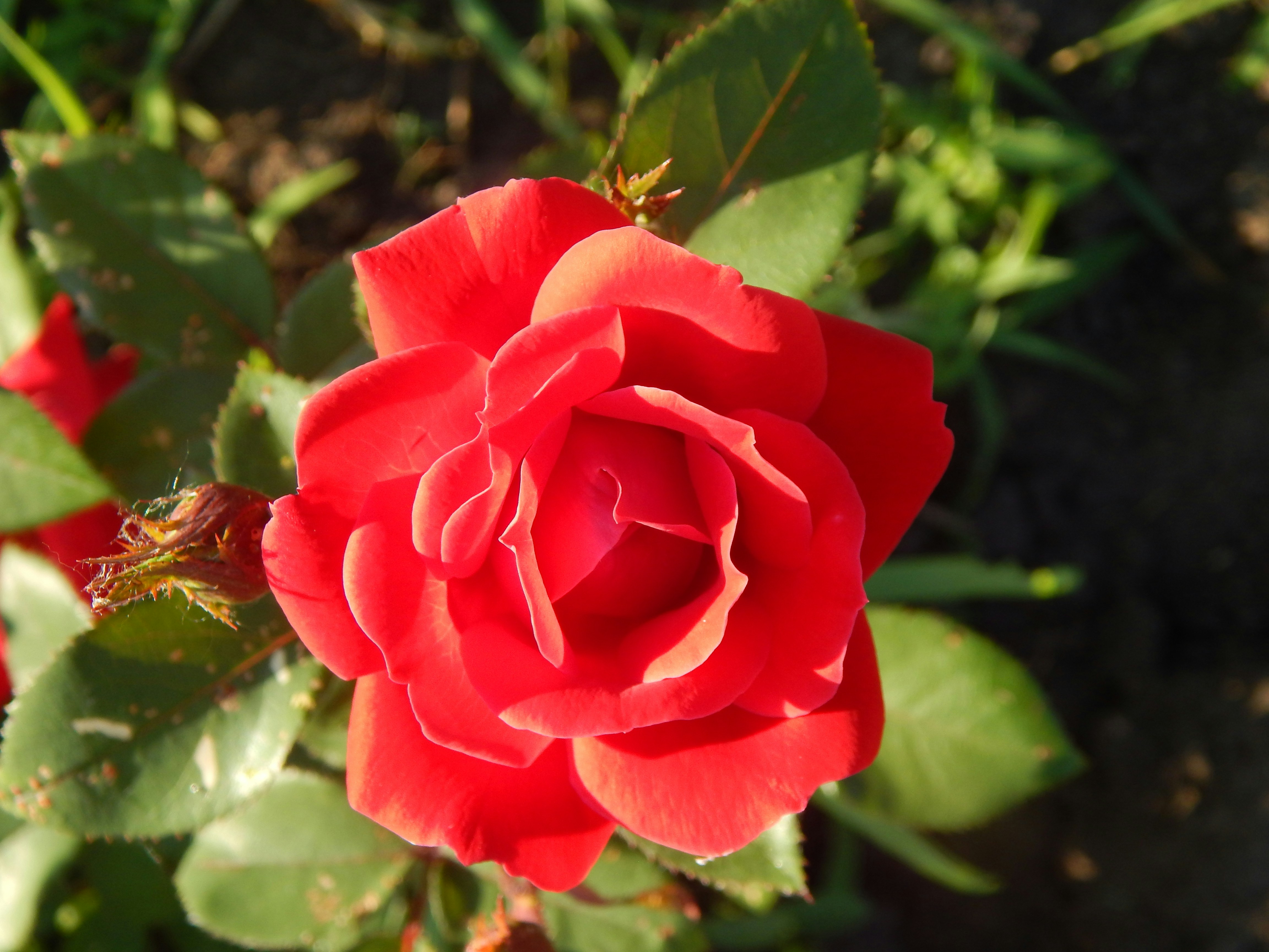 Vibrant red rose showcasing intricate petal layers against a backdrop of green leaves. Captures the essence of nature's beauty.