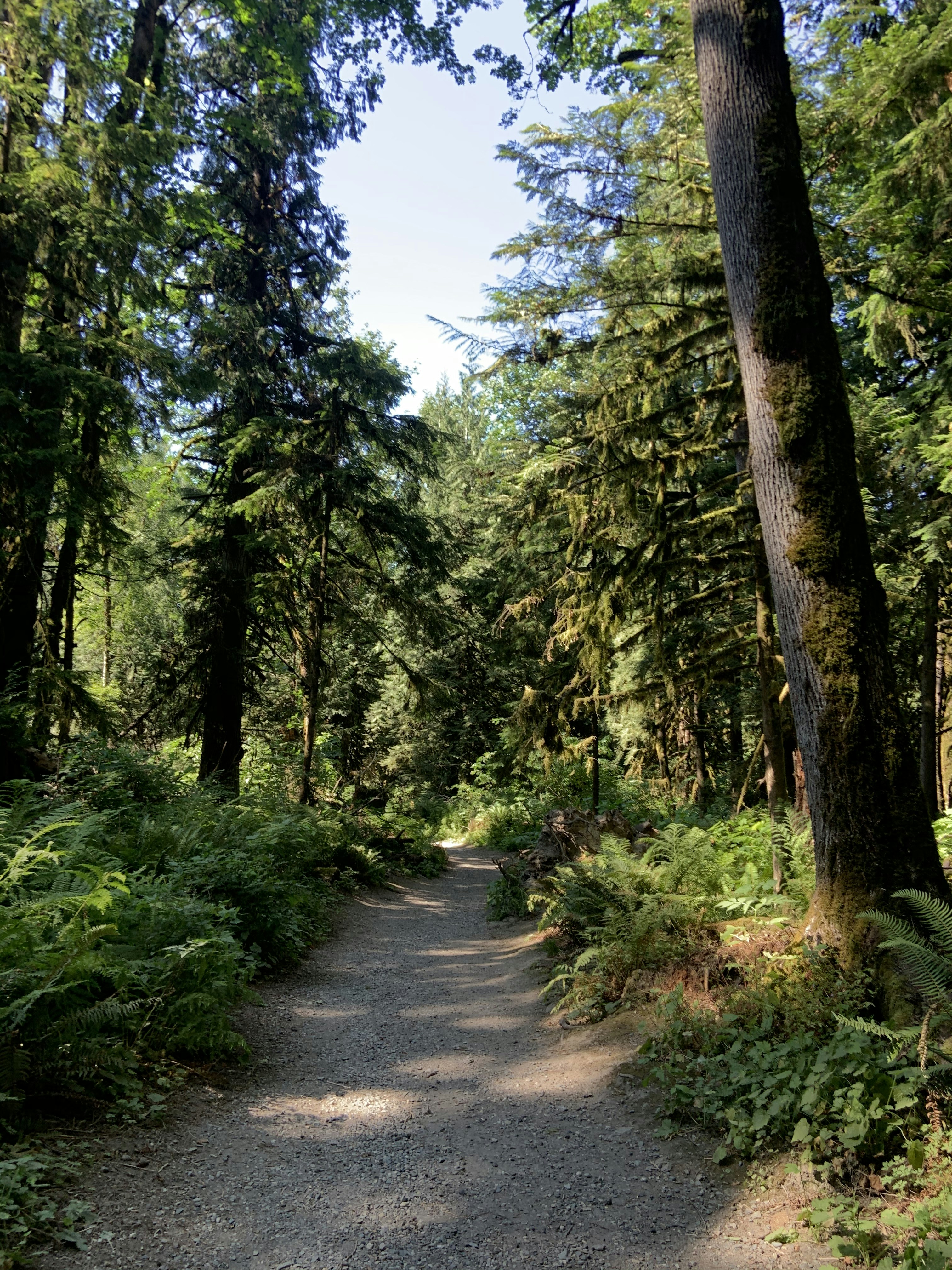 Gravel trail winding through lush greenery in a serene forest, inviting exploration. Sunlight filters through the canopy, creating a tranquil atmosphere.