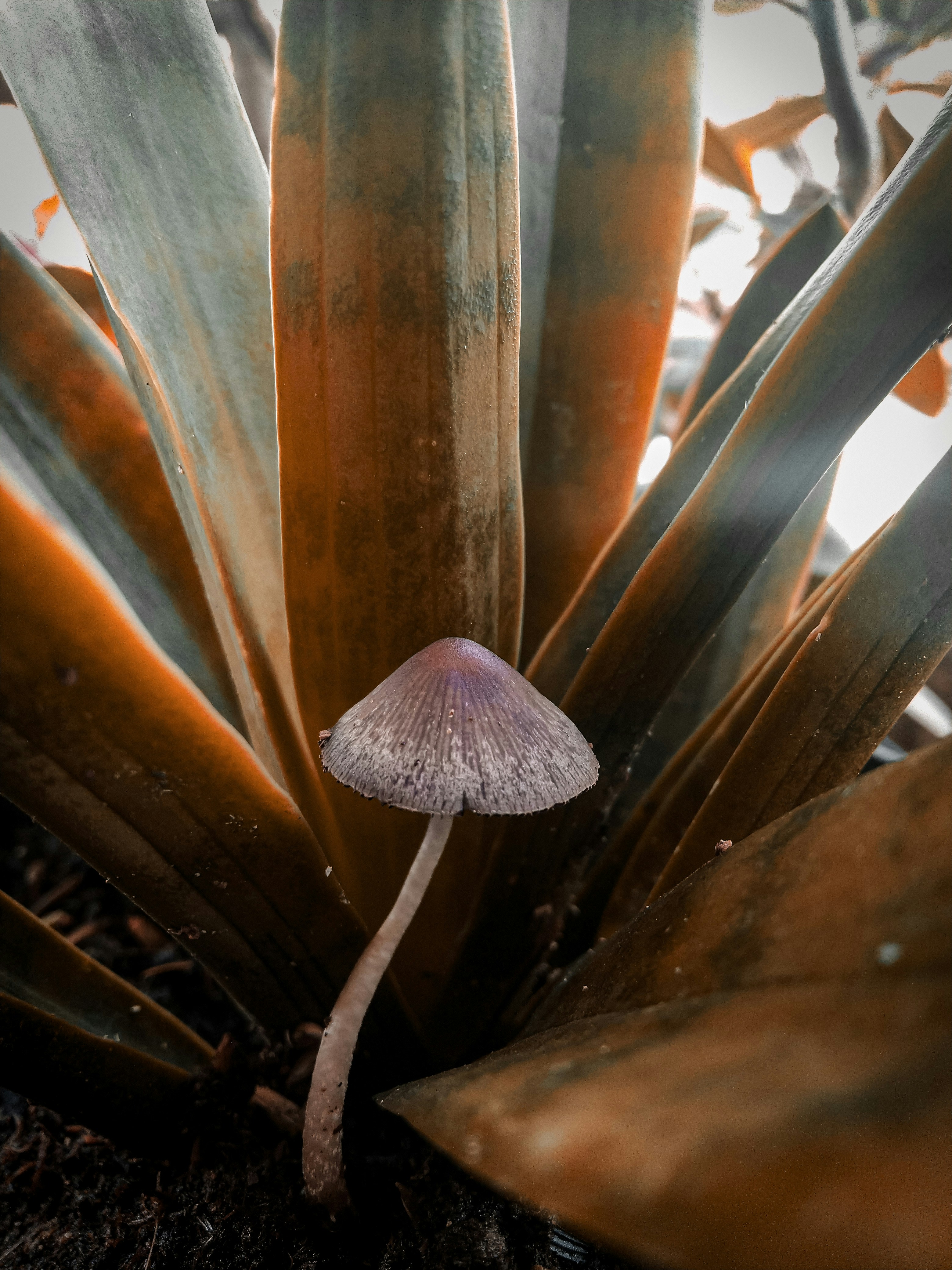Close-up shot of a small mushroom rising from soil among ember-orange leaves. The image emphasizes the textures of the cap and stalk, set in warm, autumnal light.