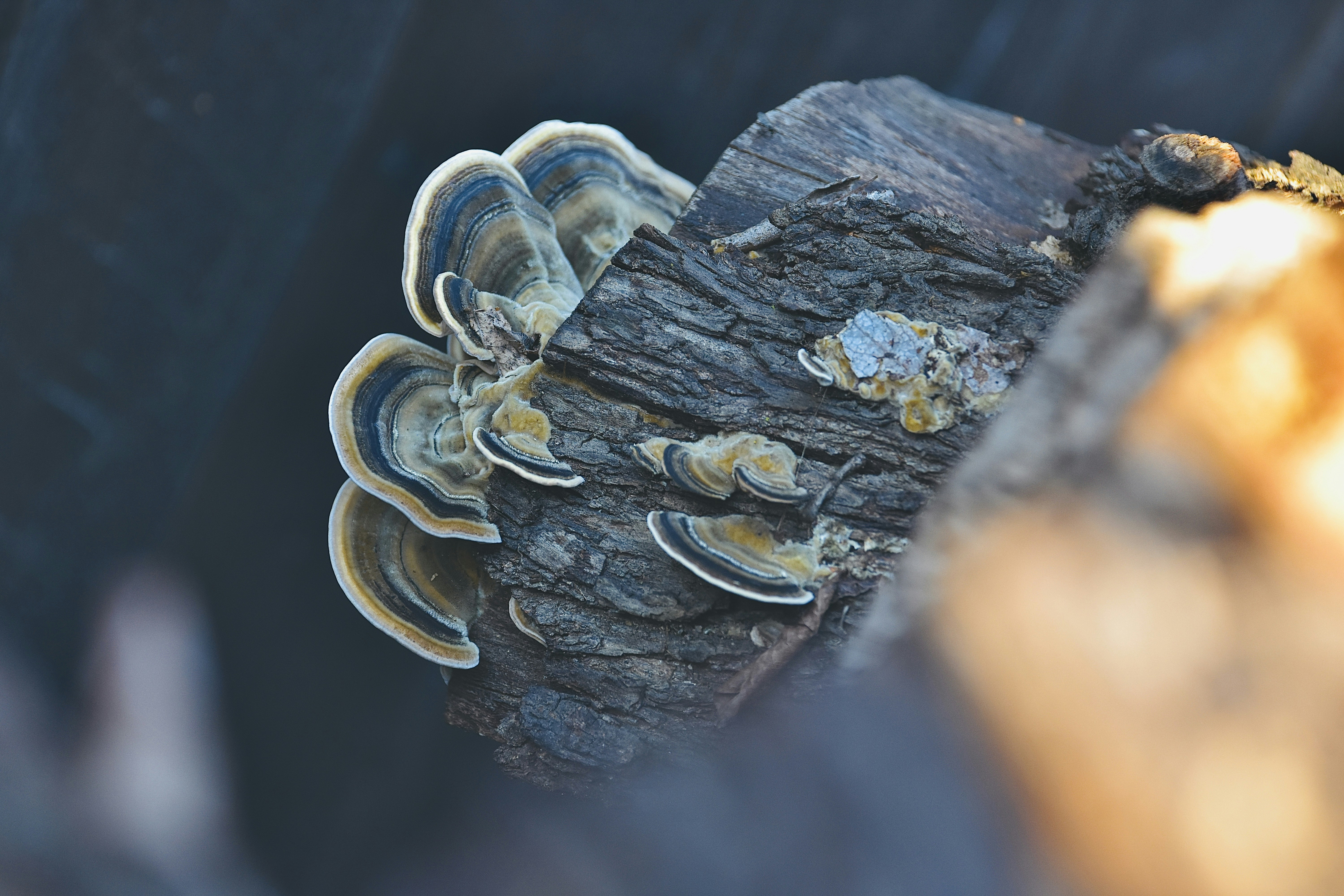 Whorled Quiet: Shelf Fungi Clinging to Weathered Log in Pale Blue Light