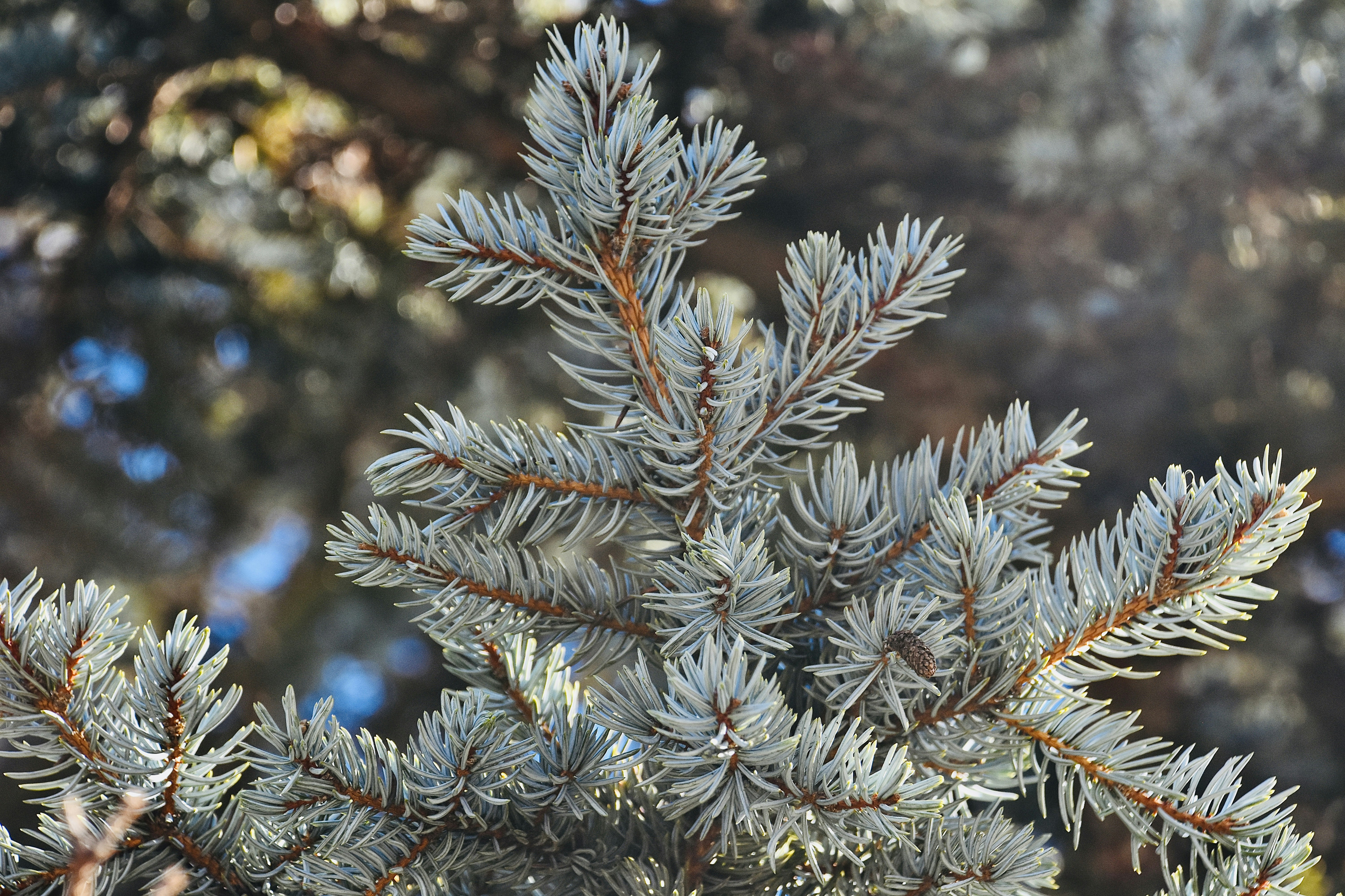 Frosted Blue Spruce: Delicate Needle Geometry in Winter Light