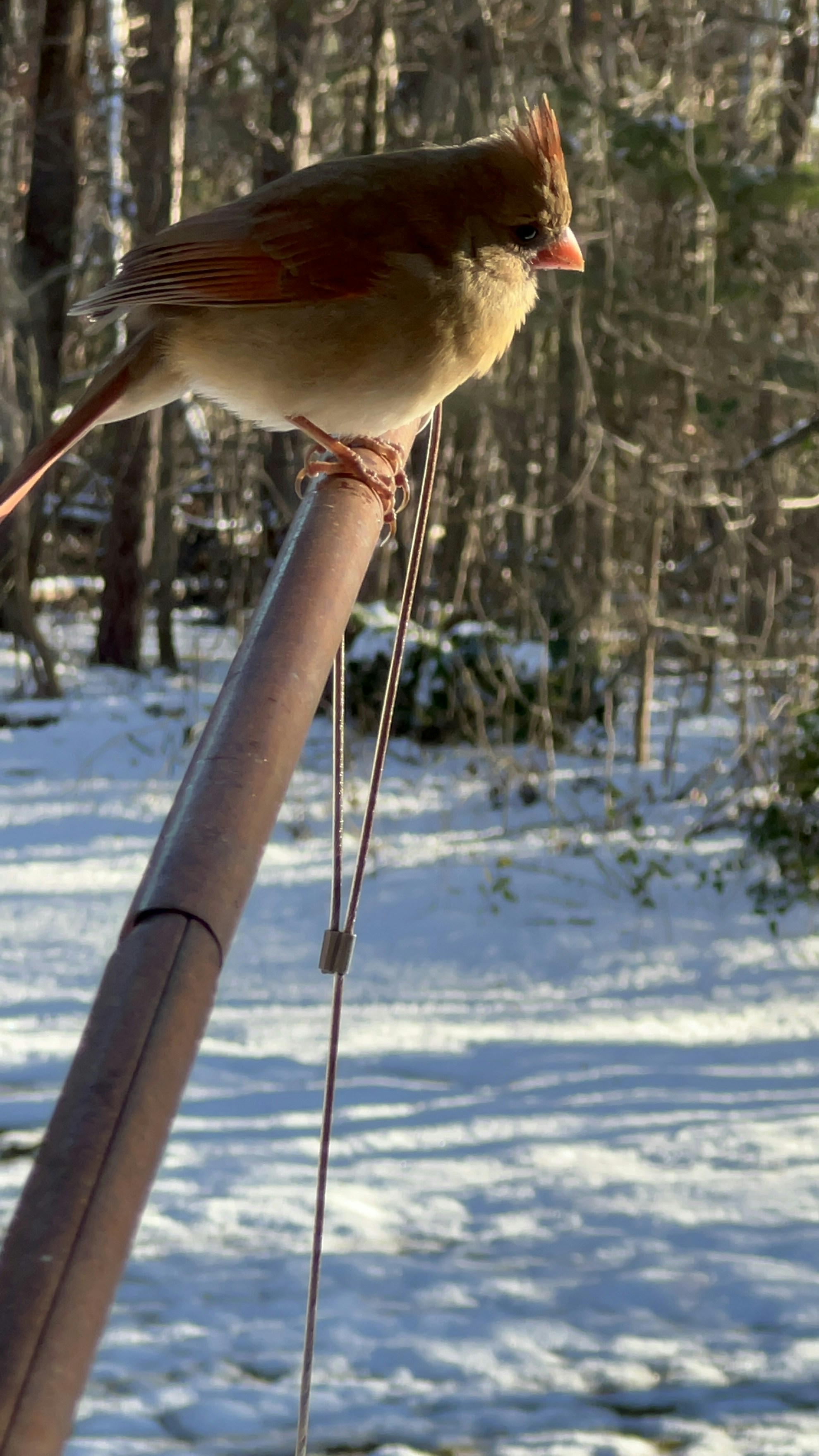 A bird perched on a pole in the snow photo – Free Cluster springs Image ...