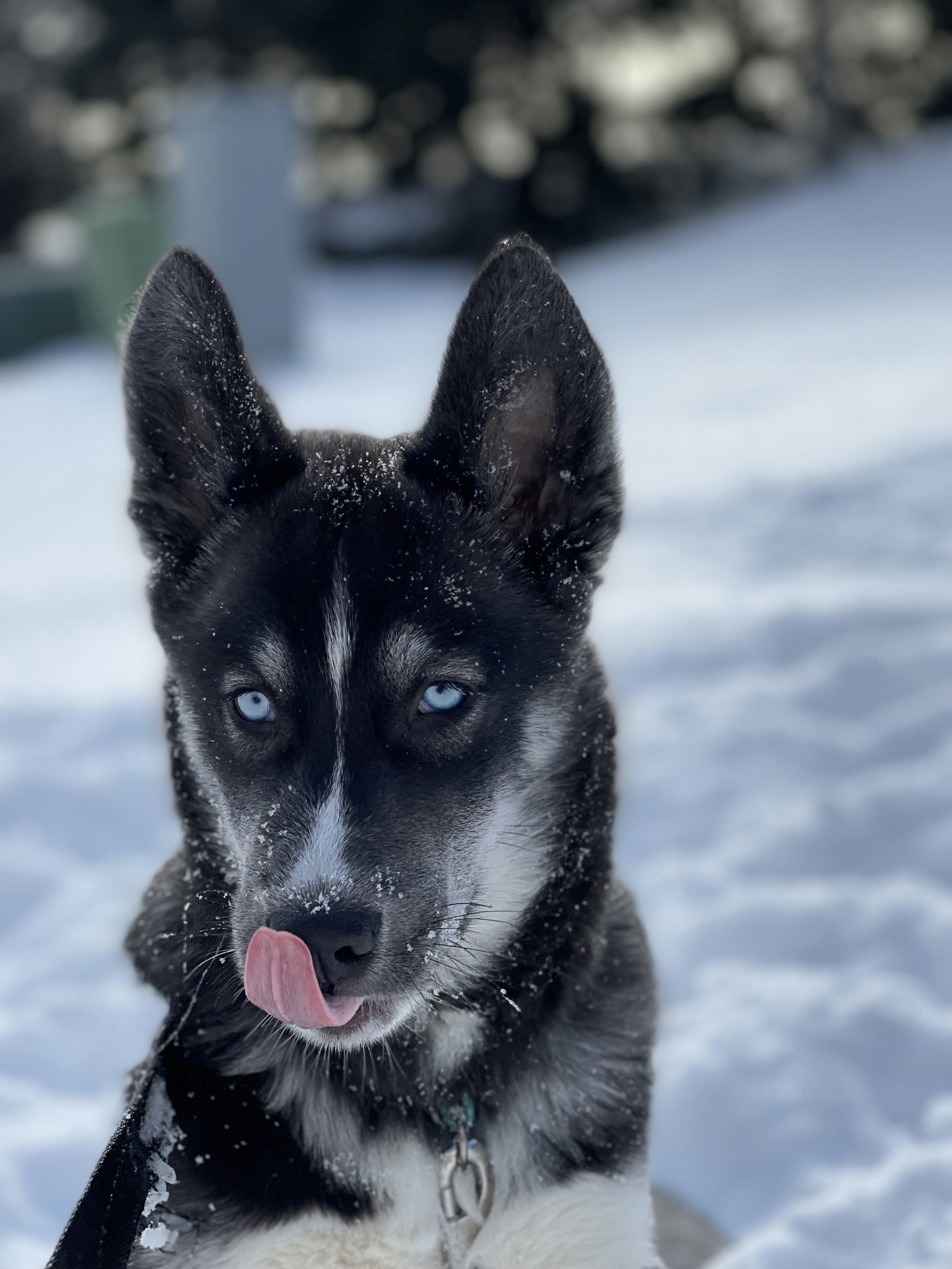 Azure Gaze: Snowbound Husky with Ice-Blue Eyes