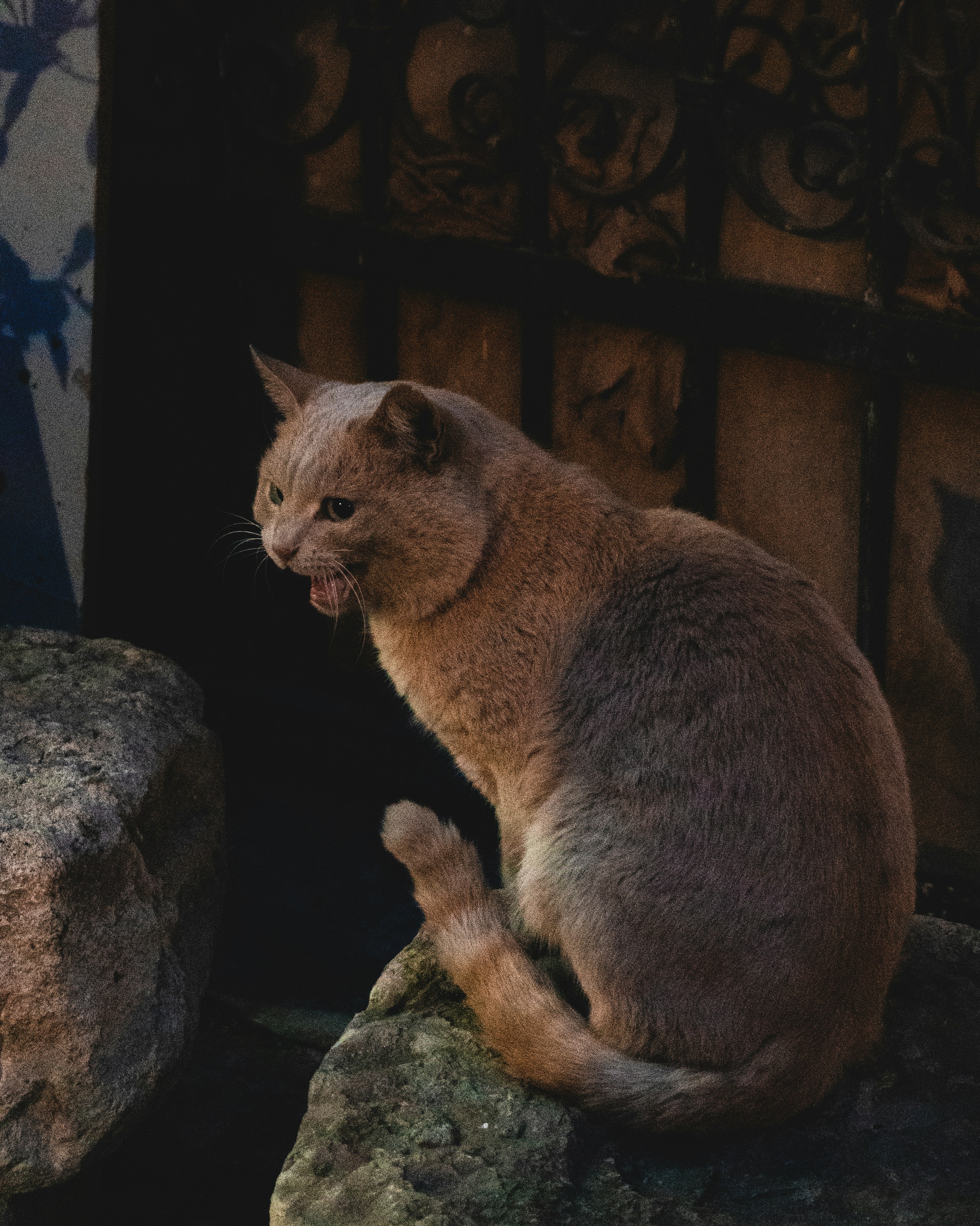 Whiskers and Wrought Iron: A Ginger Cat's Quiet Vigil on a Stone Step