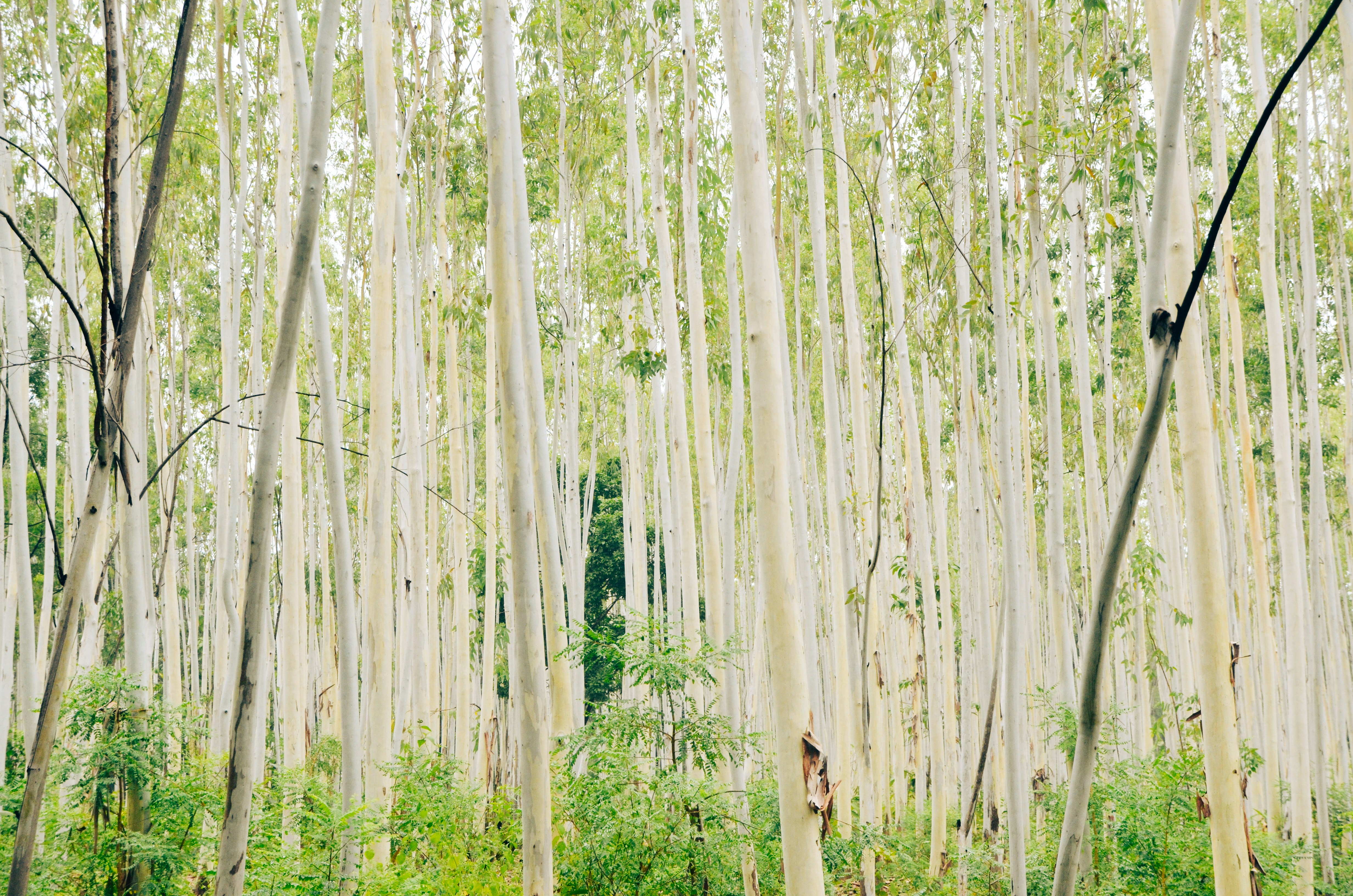A forest filled with lots of tall white trees photo – Free Plant Image ...